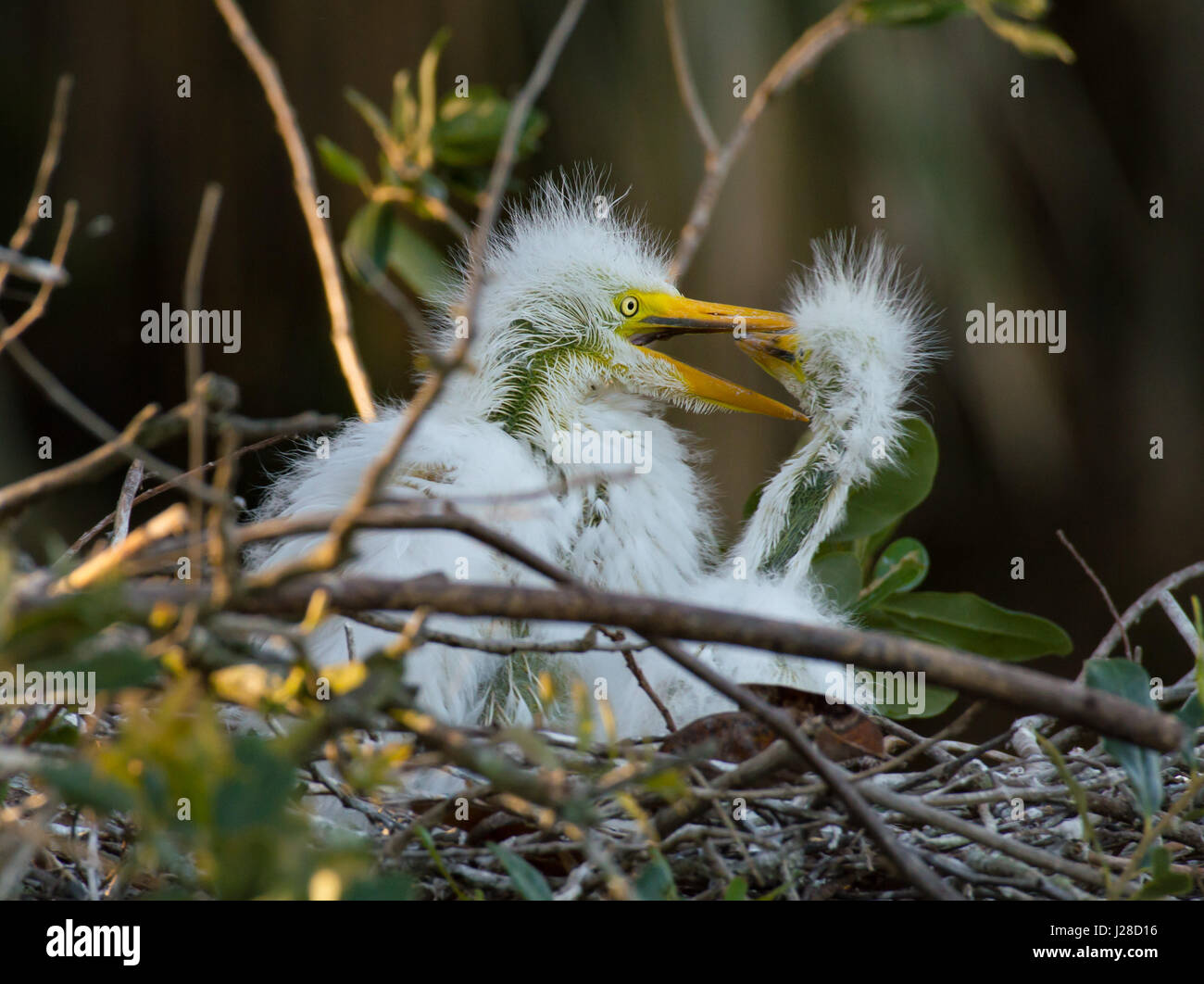 Great White Egret and Chicks Stock Photo - Alamy