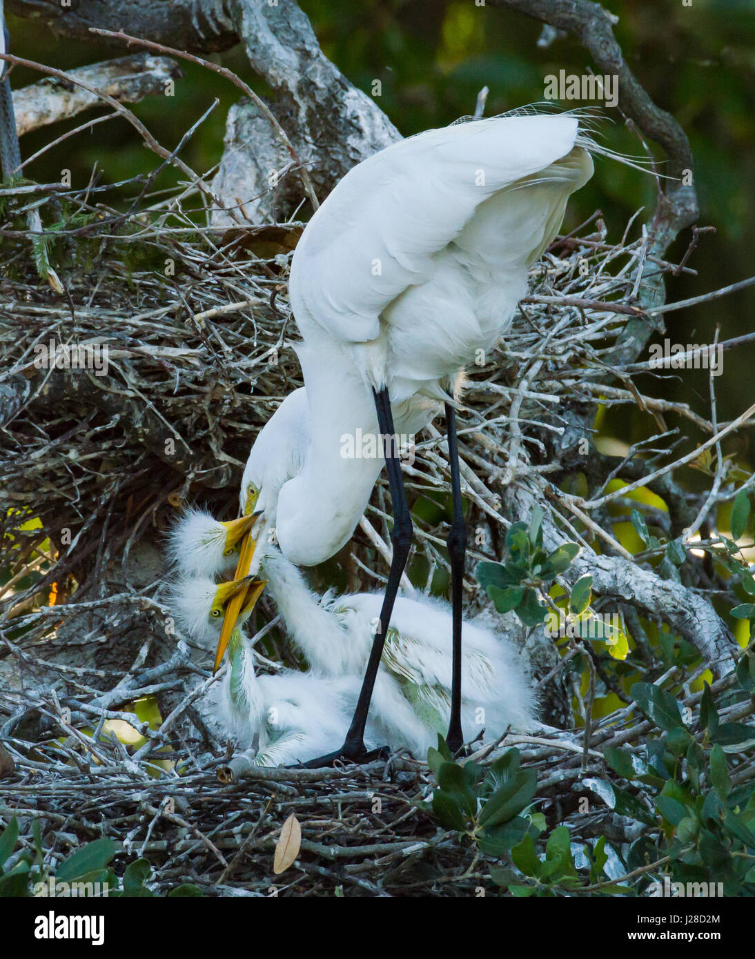 Great White Egret and Chicks Stock Photo - Alamy