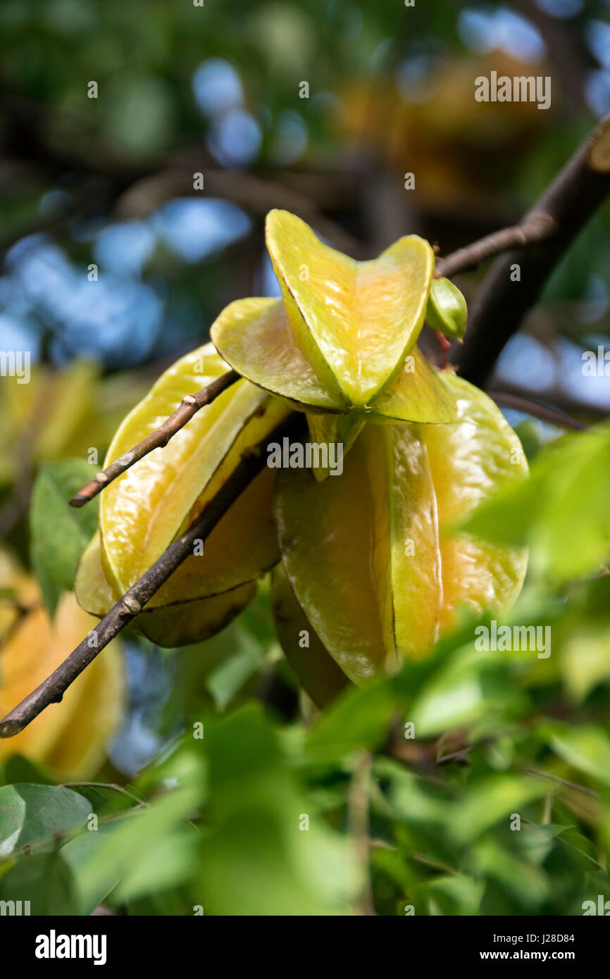 Star fruit (or Carambola), the fruit of Averrhoa carambola tree, grow ...