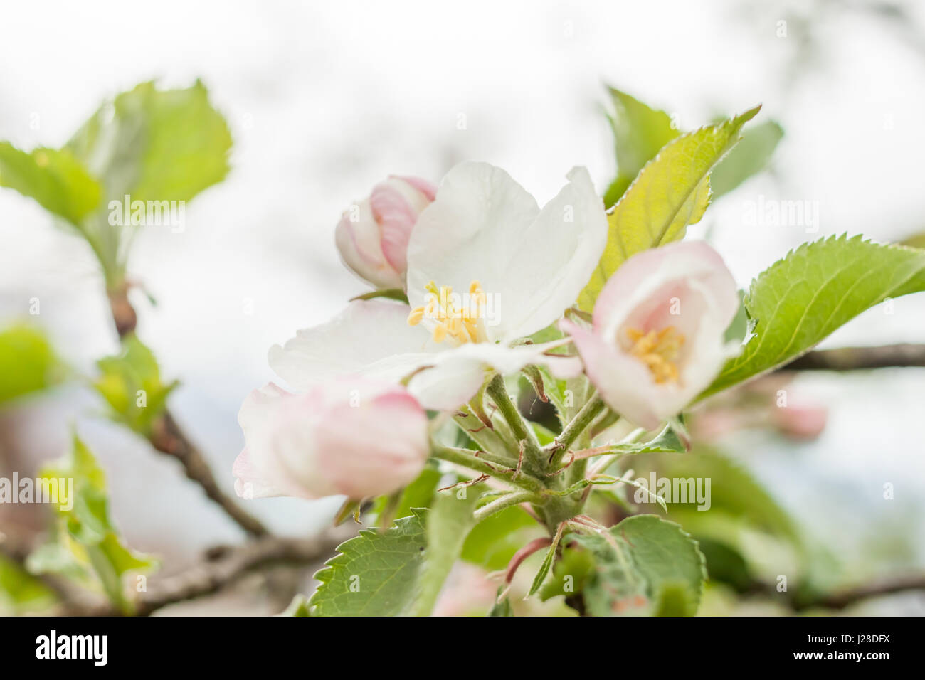 blooming apple tree Stock Photo - Alamy
