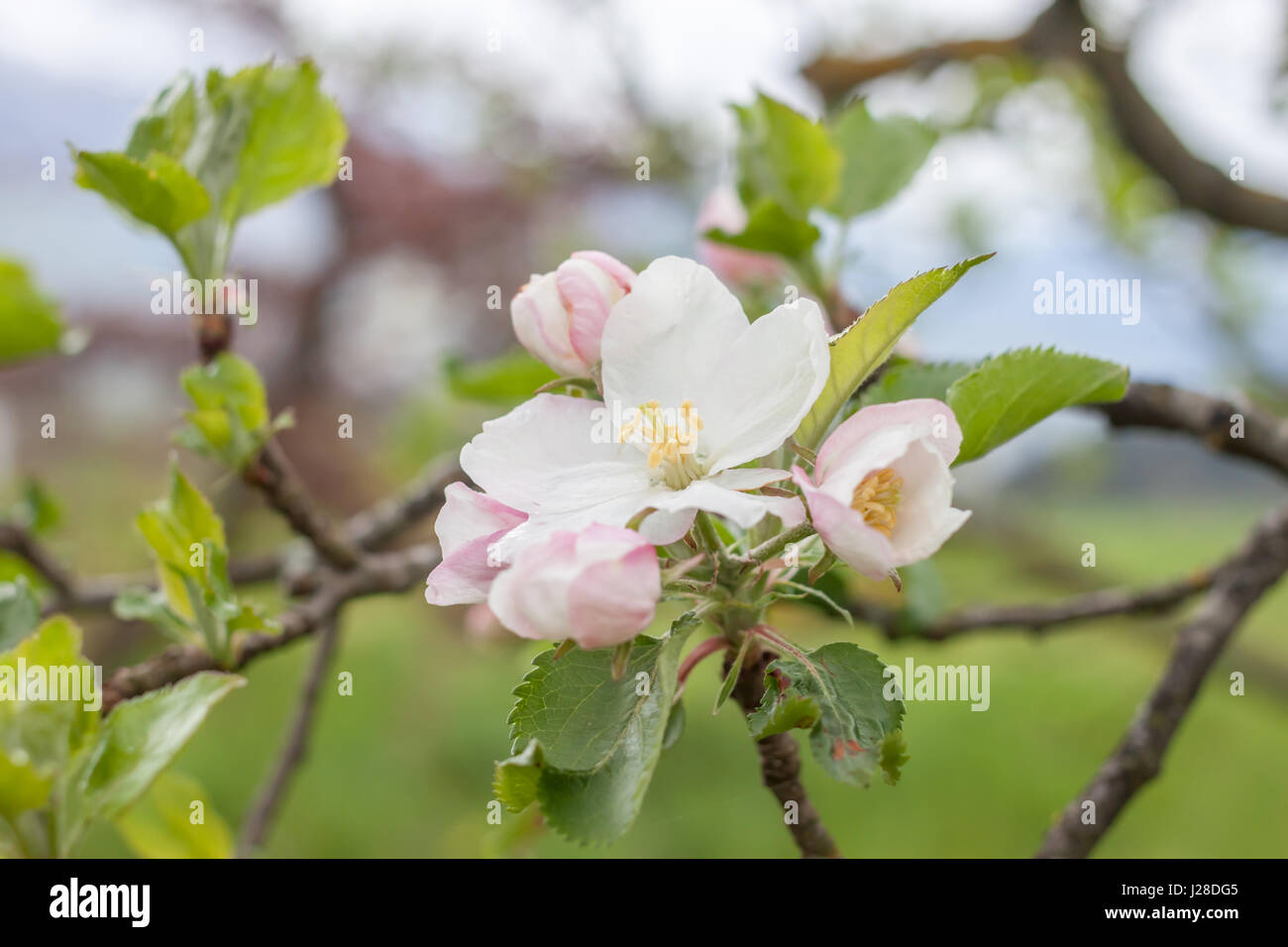 blooming apple tree Stock Photo - Alamy