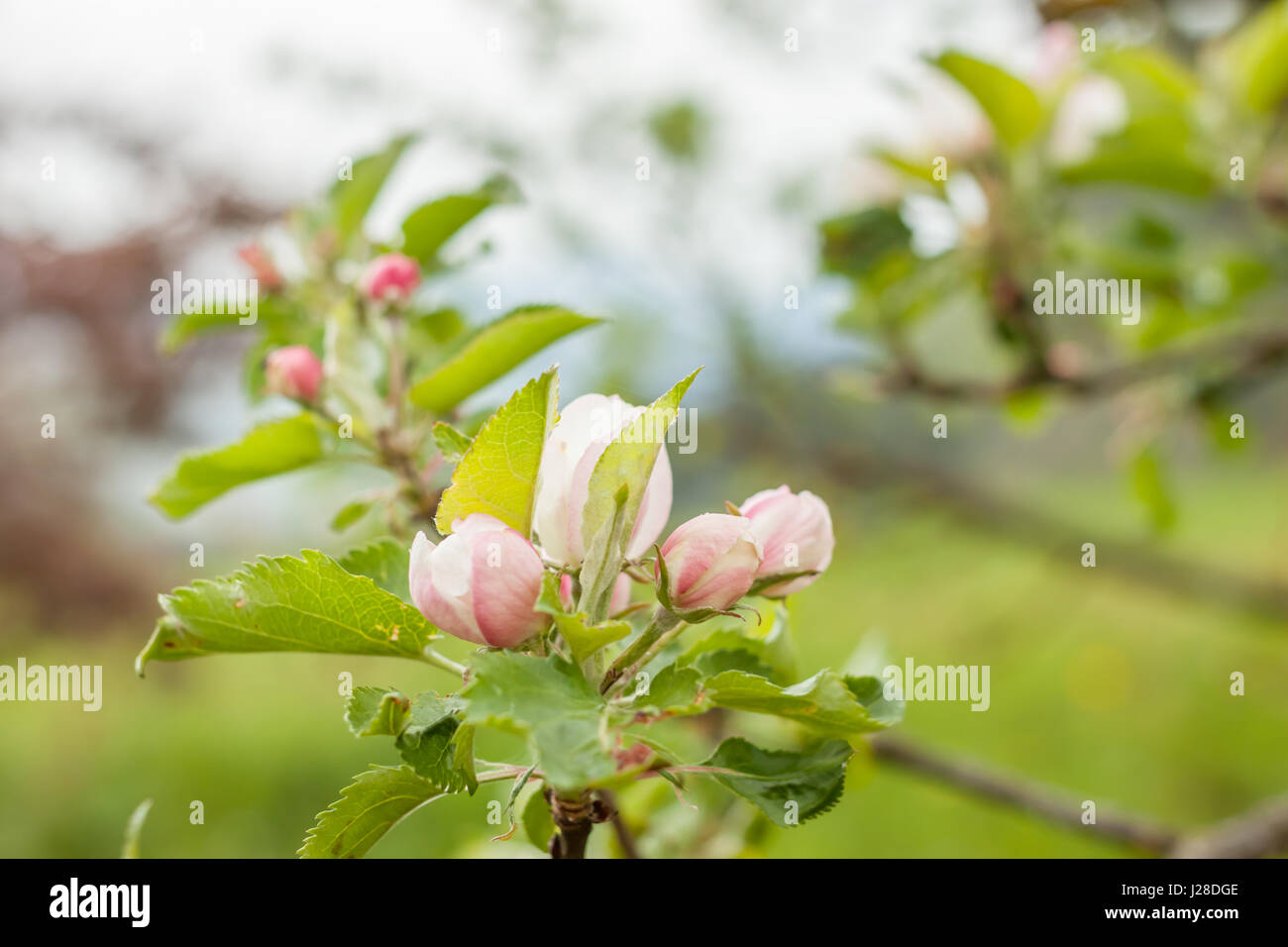 First blooming tree hi-res stock photography and images - Alamy