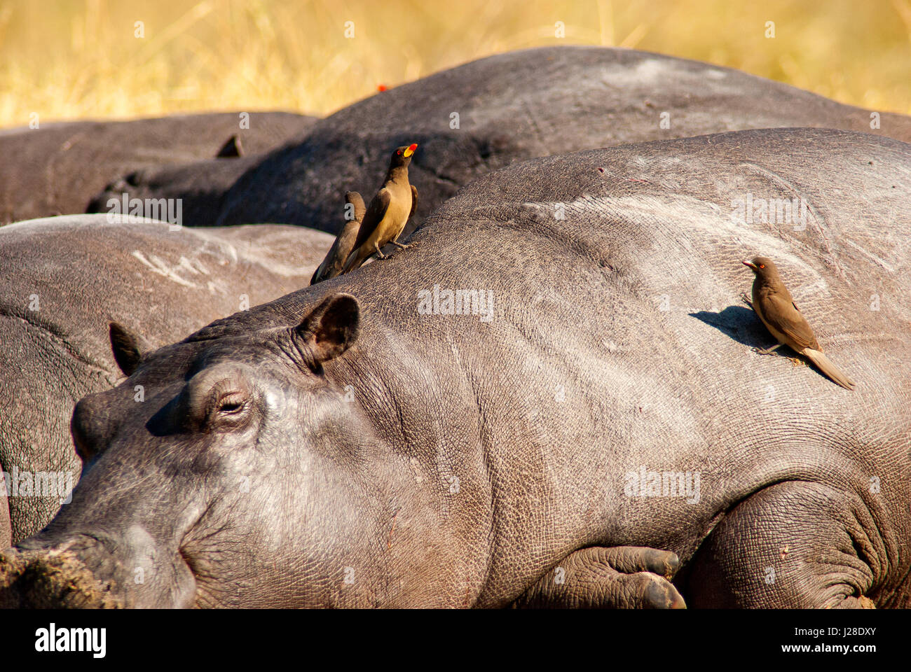Red-billed Oxpecker at the back of hippos at Khwai River, Moremi Game ...