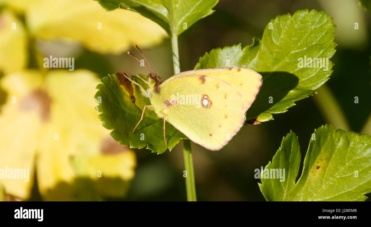Lemon Emigrant butterfly in nature Stock Photo - Alamy