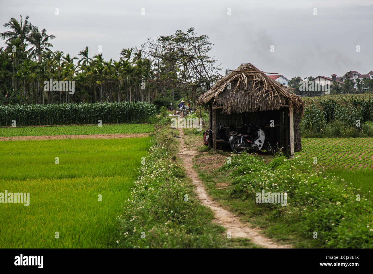 looking down the path of a rice field in south east asia Stock Photo ...