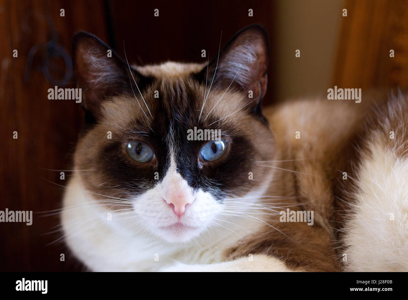 Snowshoe Cat High Resolution Stock Photography and Images - Alamy