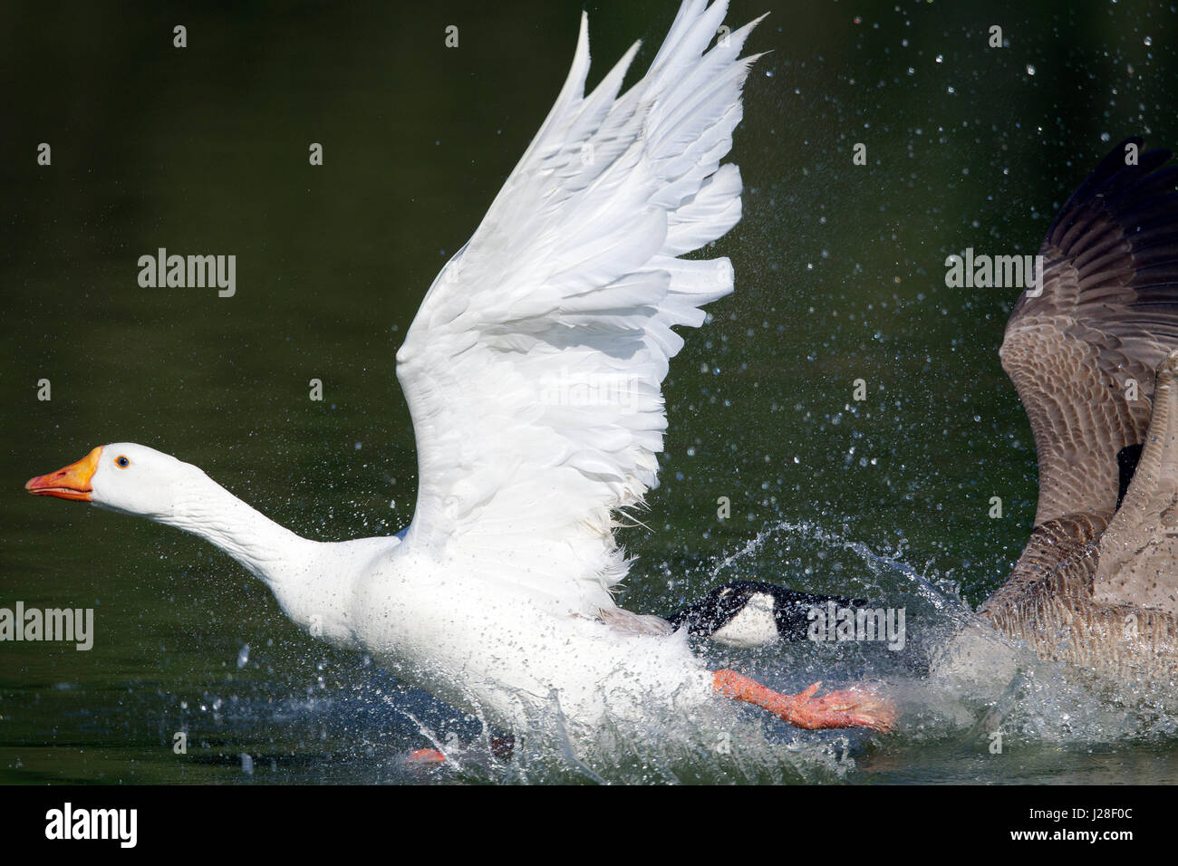 Goose Attack High Resolution Stock Photography and Images - Alamy