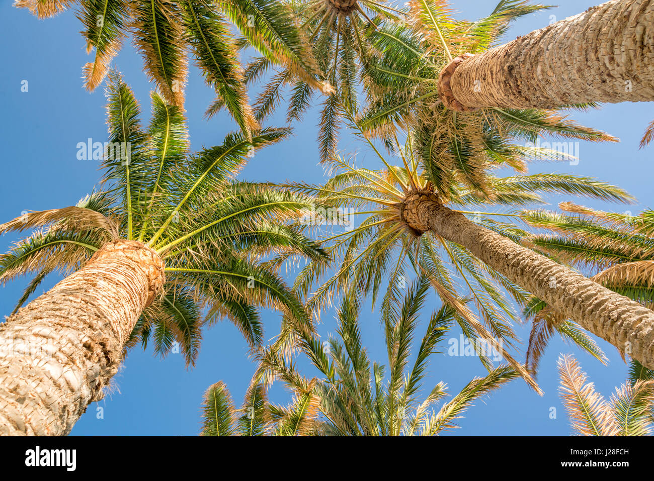 Blue sky with palm trees, view from bottom, tropical travel and tourism ...