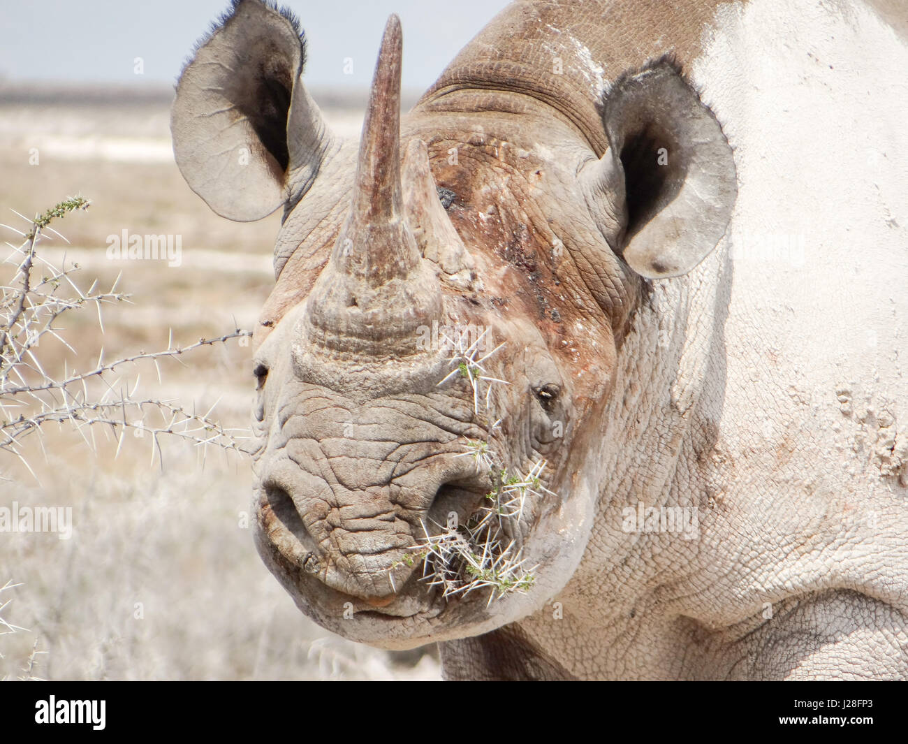 Big five hi-res stock photography and images - Alamy