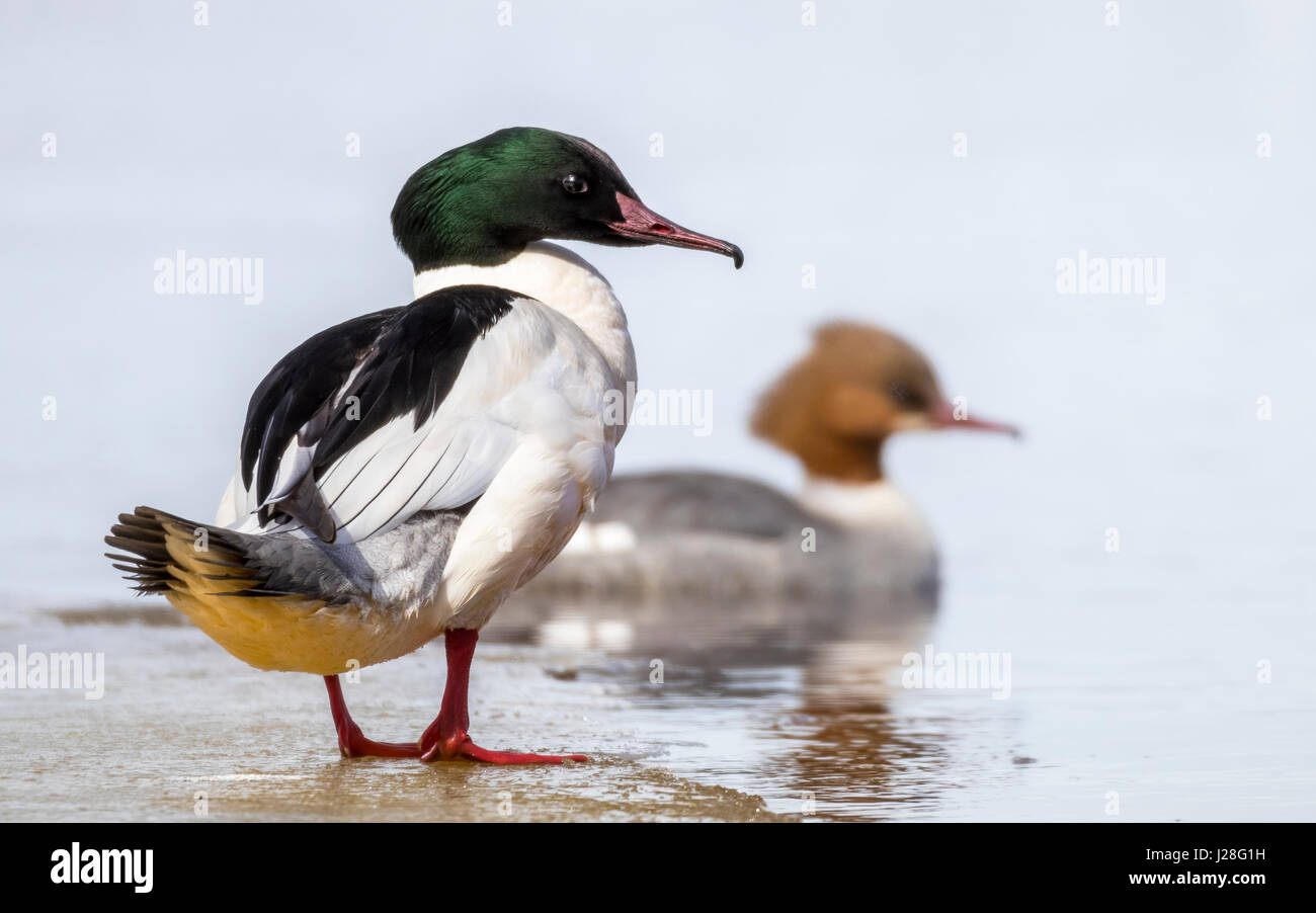 Male goosander hi-res stock photography and images - Alamy