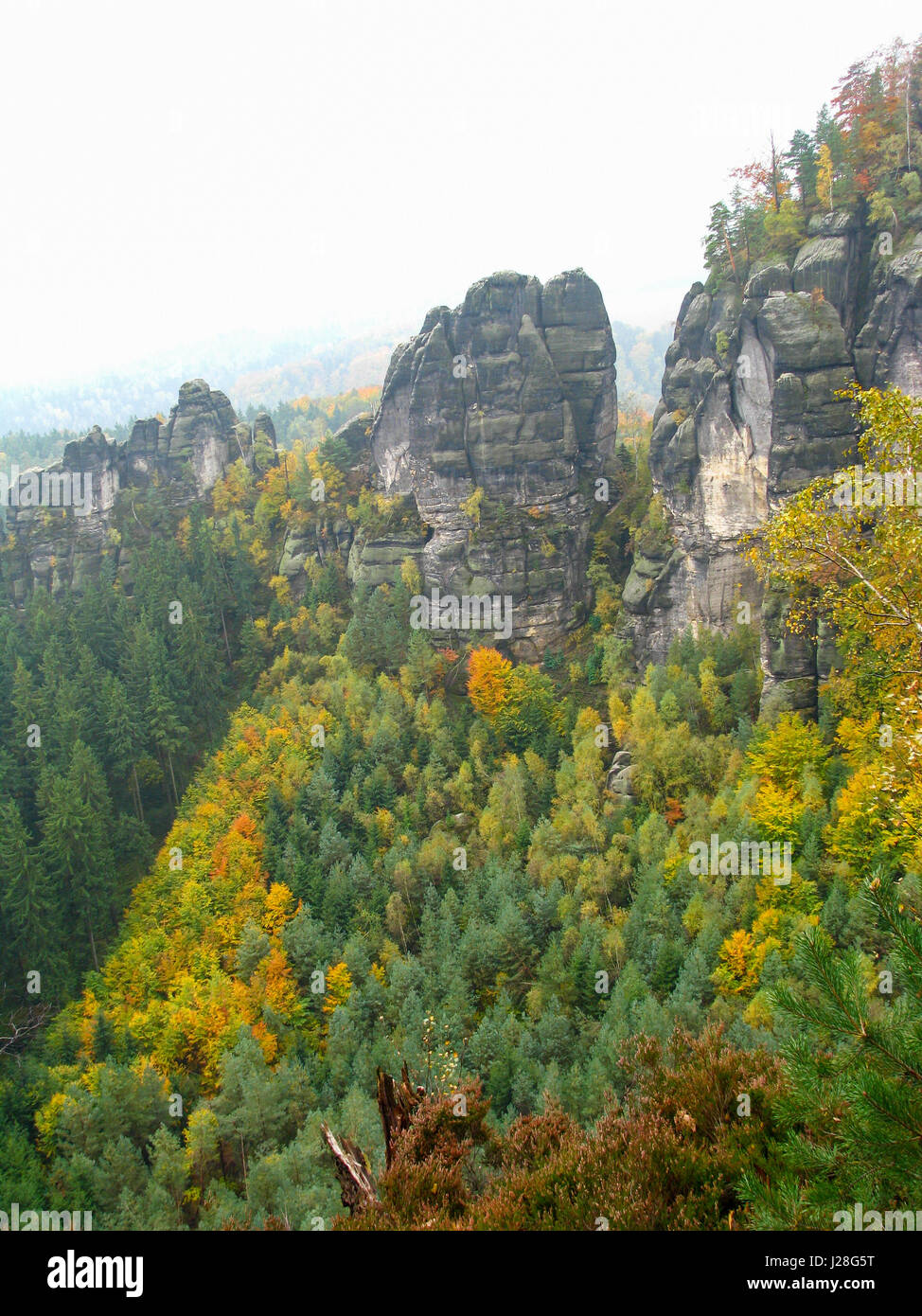 Switzerland europe forest trees hi-res stock photography and images - Alamy