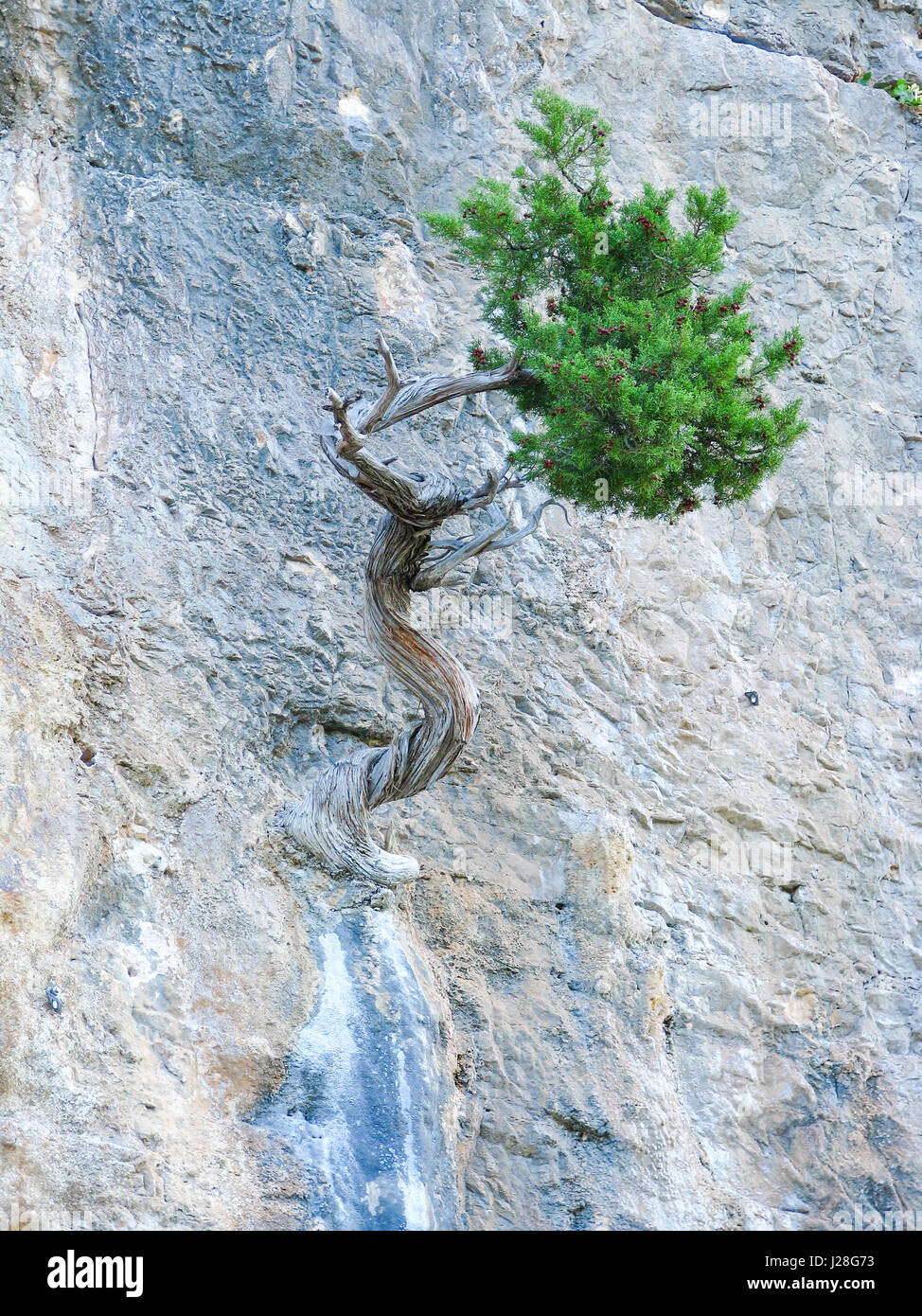 Tree growing out rock on hi-res stock photography and images - Alamy