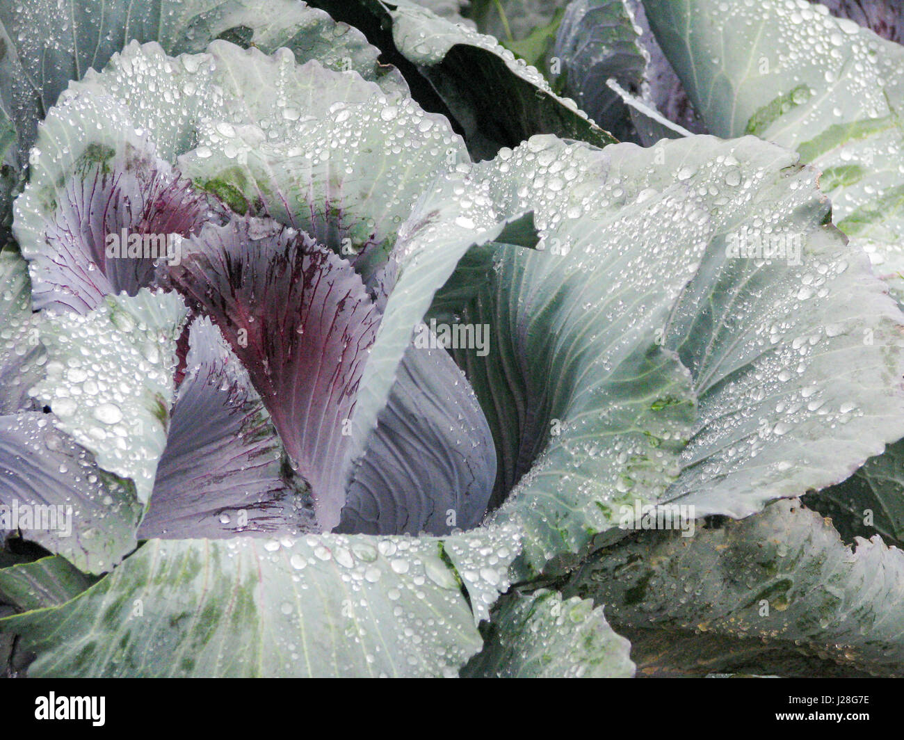 Austria, Styria, Red Cabbage with Regentropfen Stock Photo - Alamy