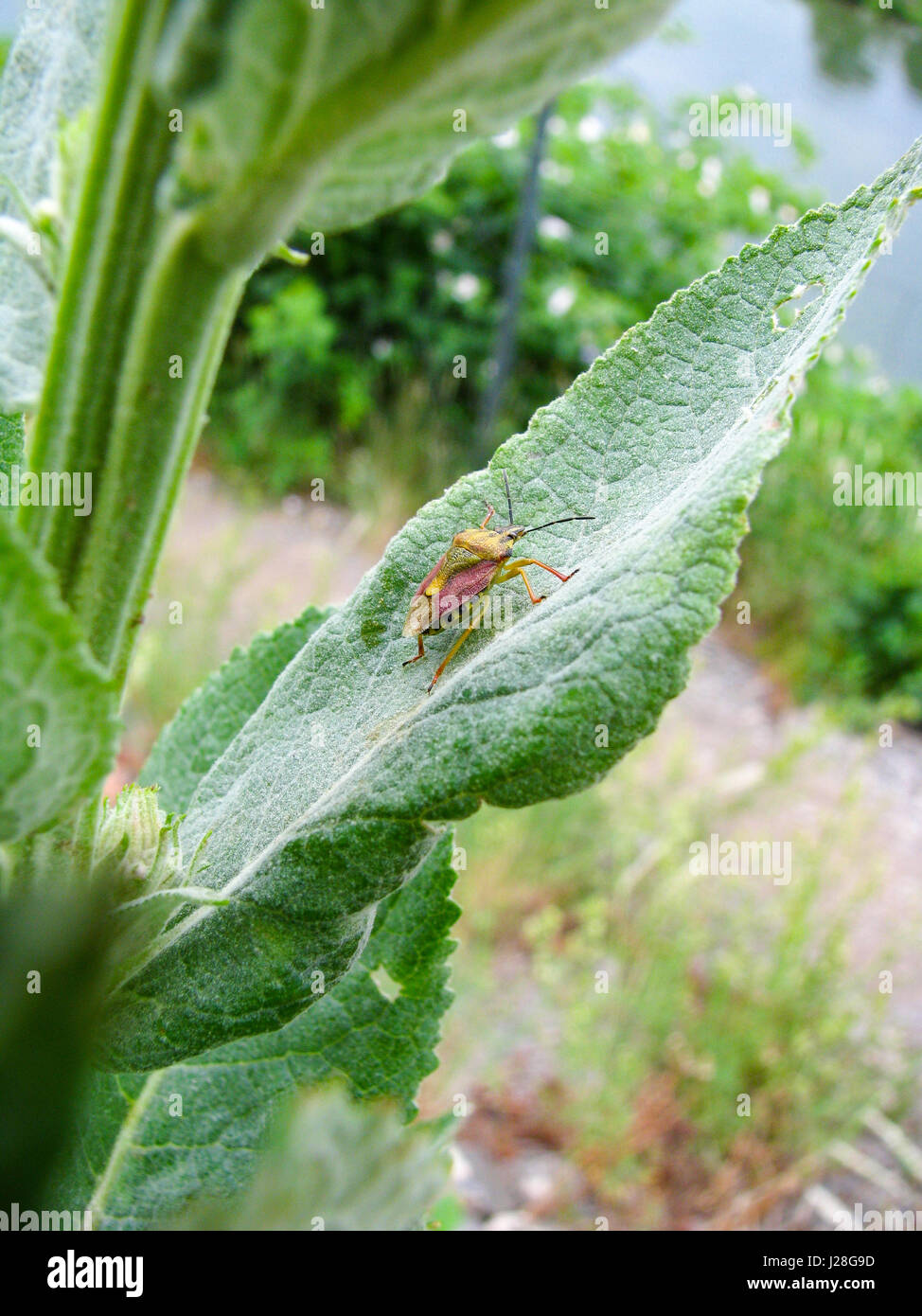 Insects of germany hi-res stock photography and images - Alamy