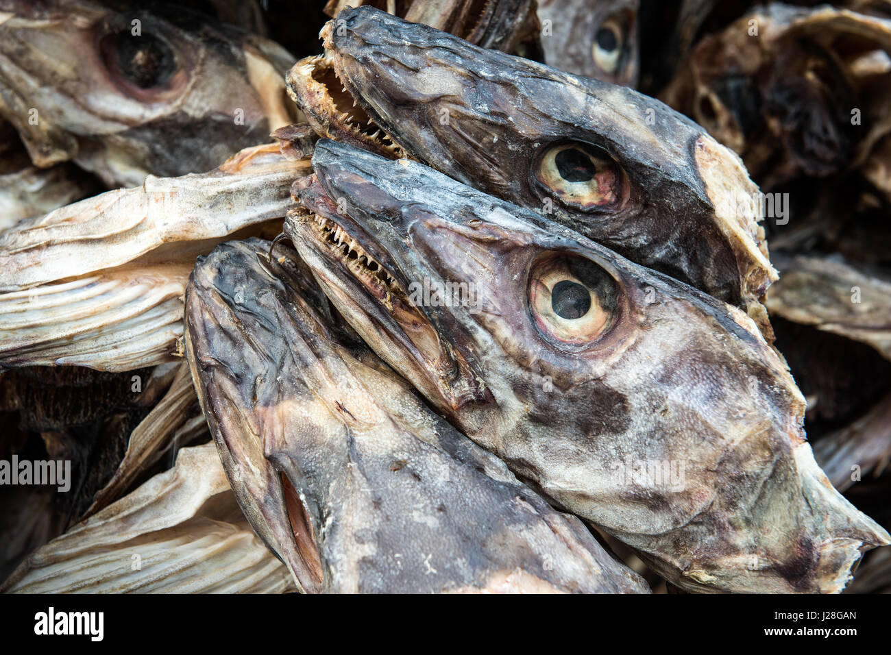 Norway, Troms, Lenvik, Dried heads of cod are mainly exported to Africa ...