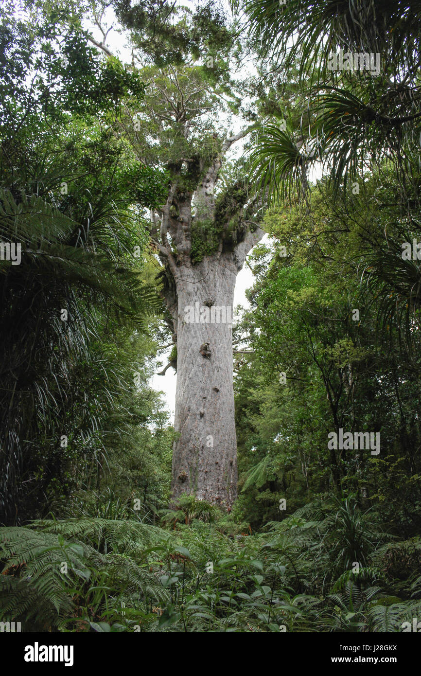 New Zealand, North Island, Northland, Waipoua Kauri Forest, Kauri ...