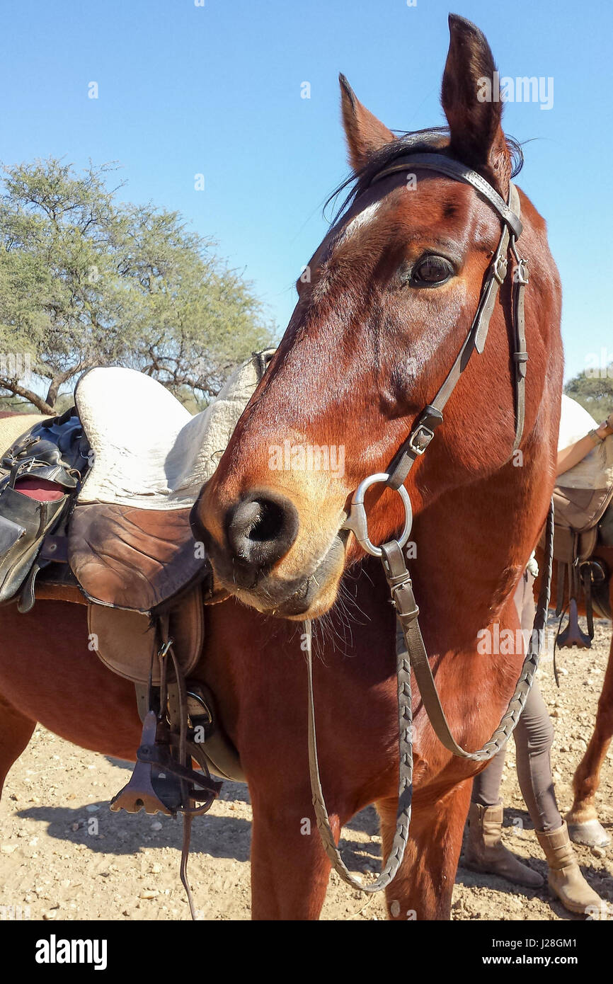 Namibia, Okapuka Ranch, Morning Ride with the Horse, Game Ride Stock ...