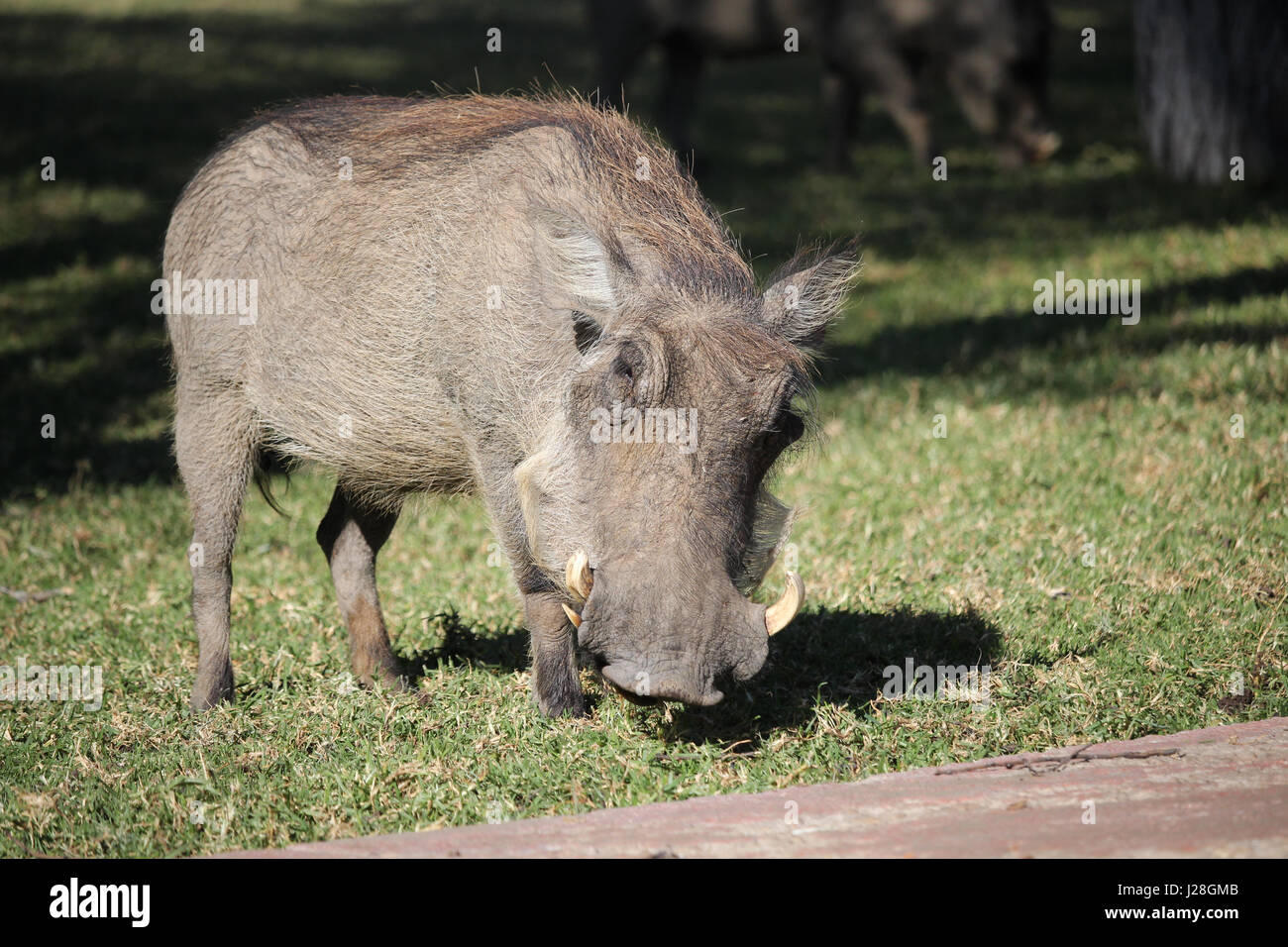 Namibia, Okapuka Ranch, Warthog enjoys sunshine Stock Photo - Alamy