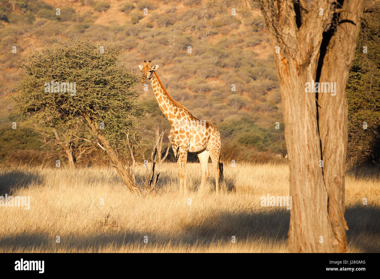 Namibia, Okapuka Ranch, Safari, Game Drive, Giraffe Stock Photo - Alamy