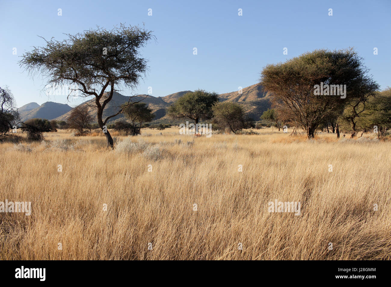Antelope game drive hi-res stock photography and images - Alamy
