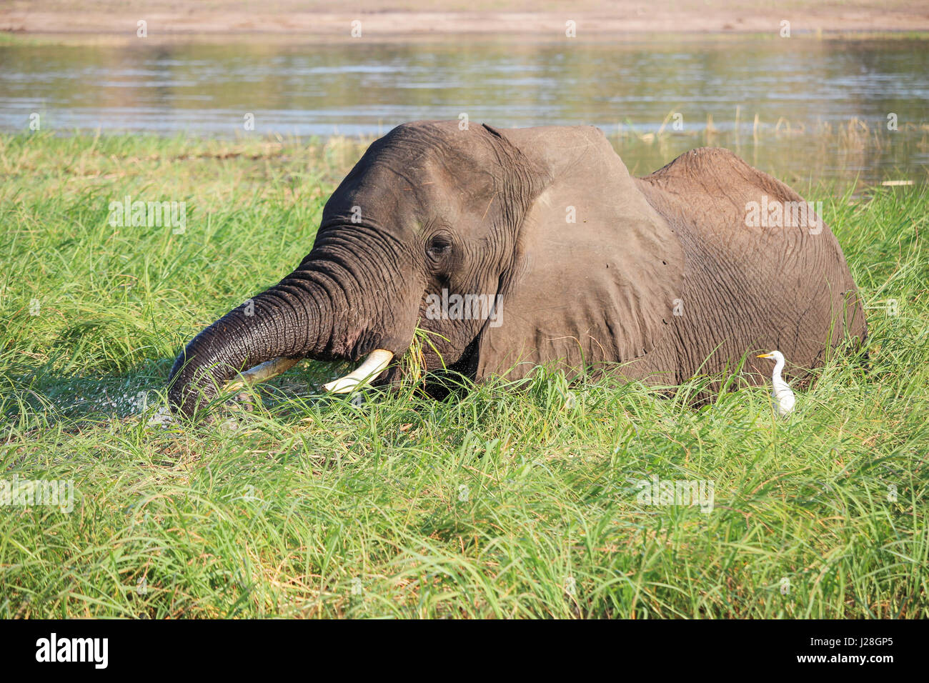 Botswana, Chobe National Park, Game Drive, Safari at the Chobe River ...