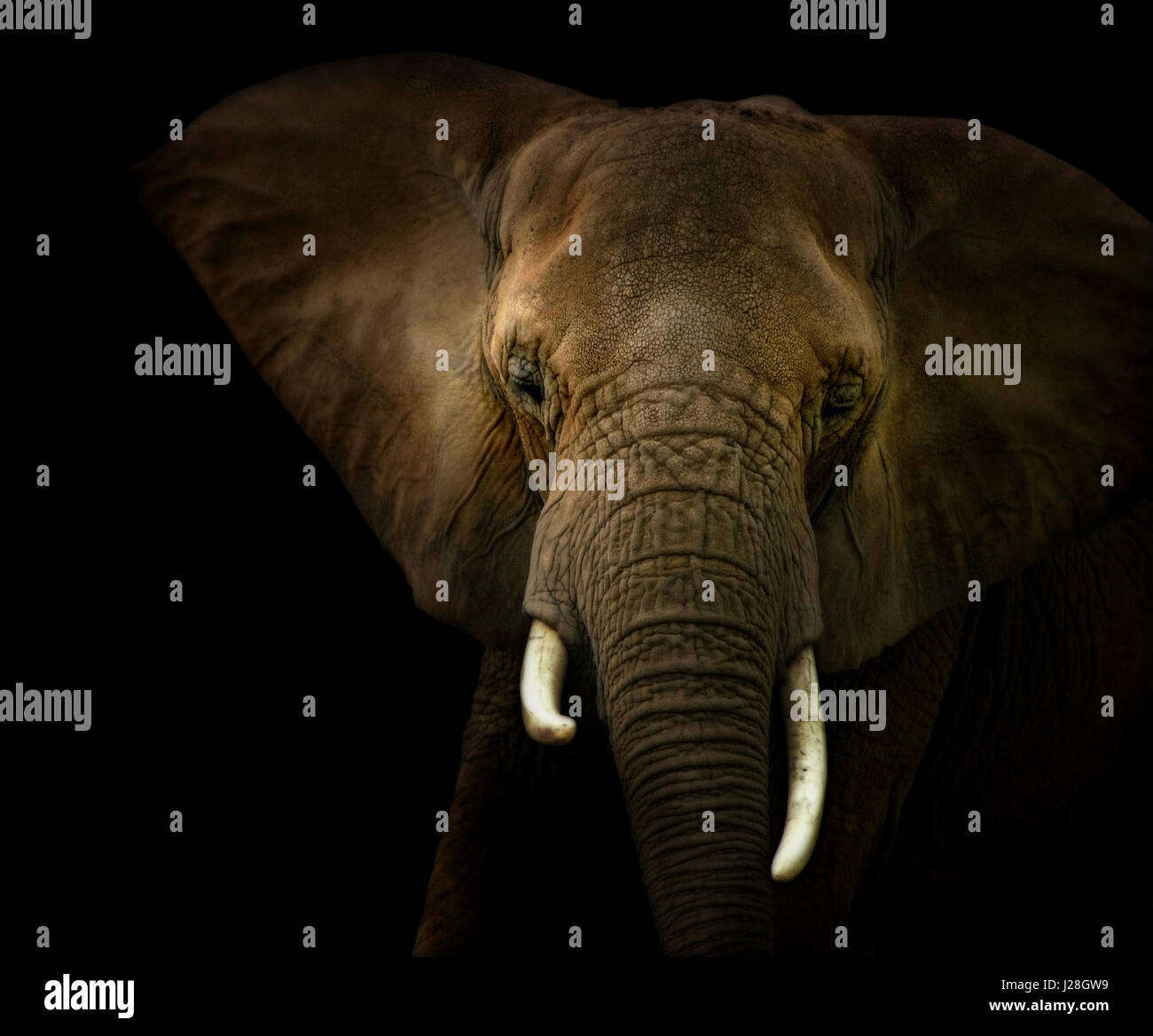 Photo illustration of a front facing African elephant spot lighted ...