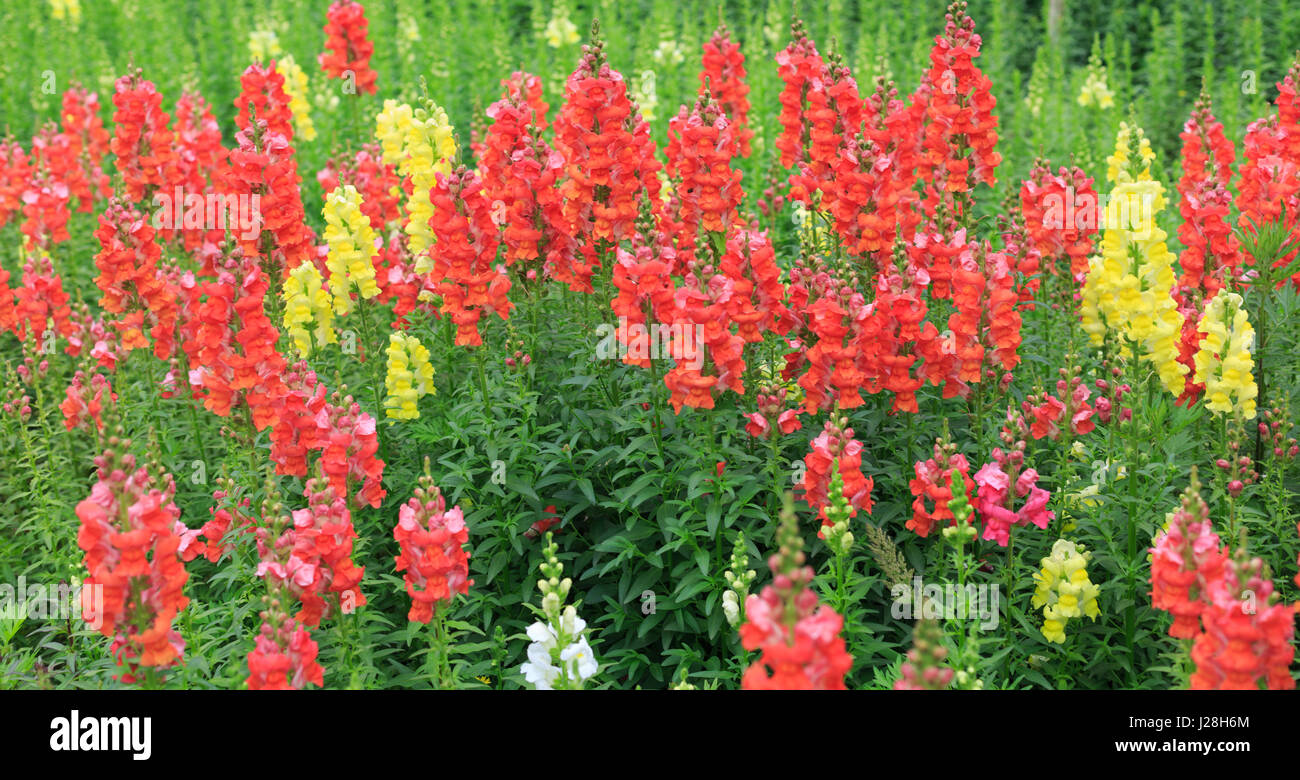 Red antirrhinum snapdragon flowers in garden Stock Photo - Alamy