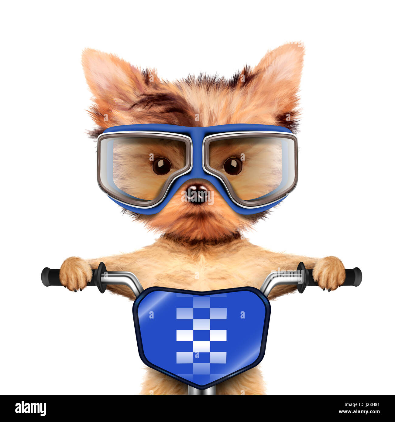 Funny racer dog sitting on a blue bike and wearing aviator goggles ...