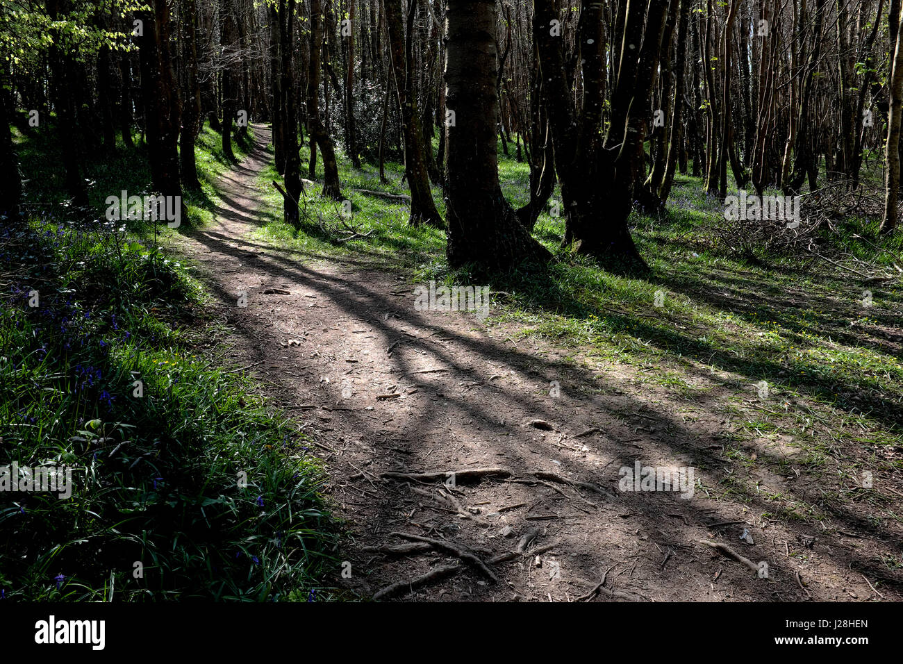 Tehidy woods cornwall uk hi-res stock photography and images - Alamy