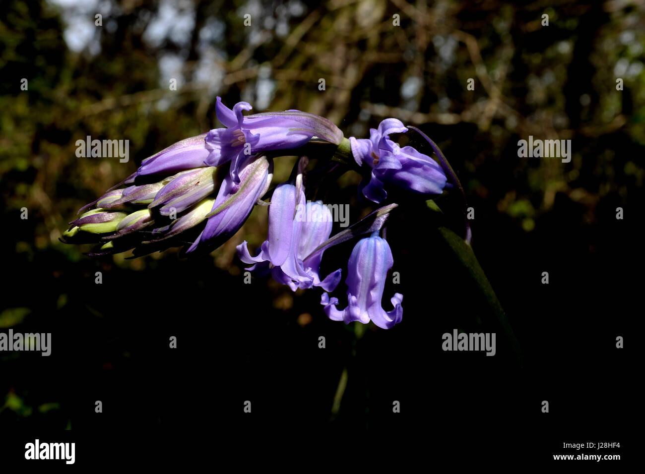 Tehidy woods cornwall uk hi-res stock photography and images - Alamy