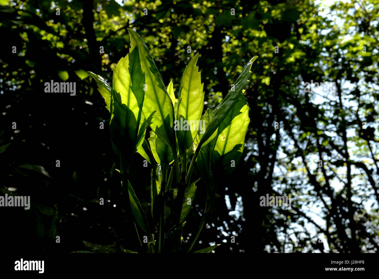 Tehidy woods cornwall uk hi-res stock photography and images - Alamy