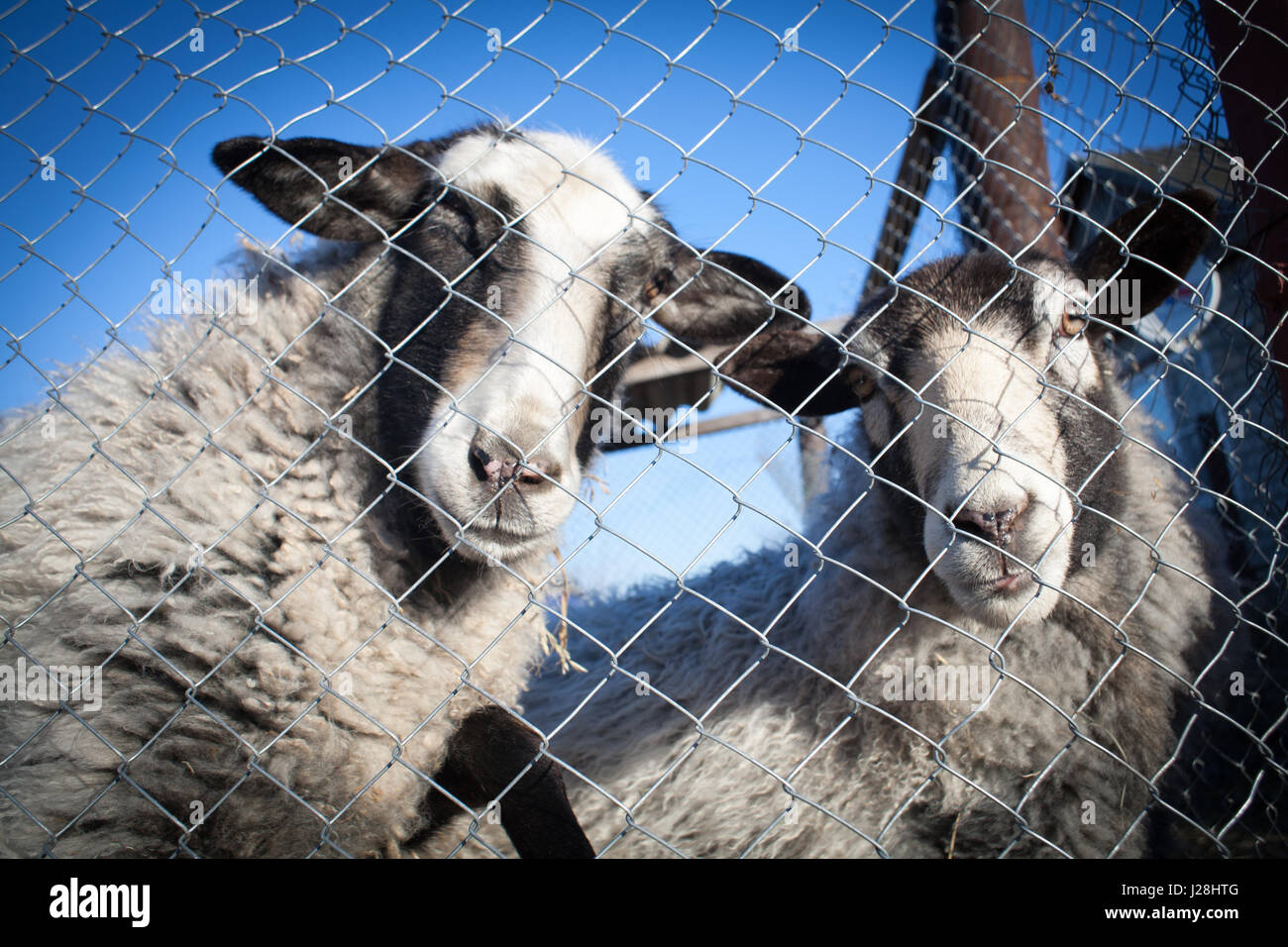 Romanov sheep hi-res stock photography and images - Alamy
