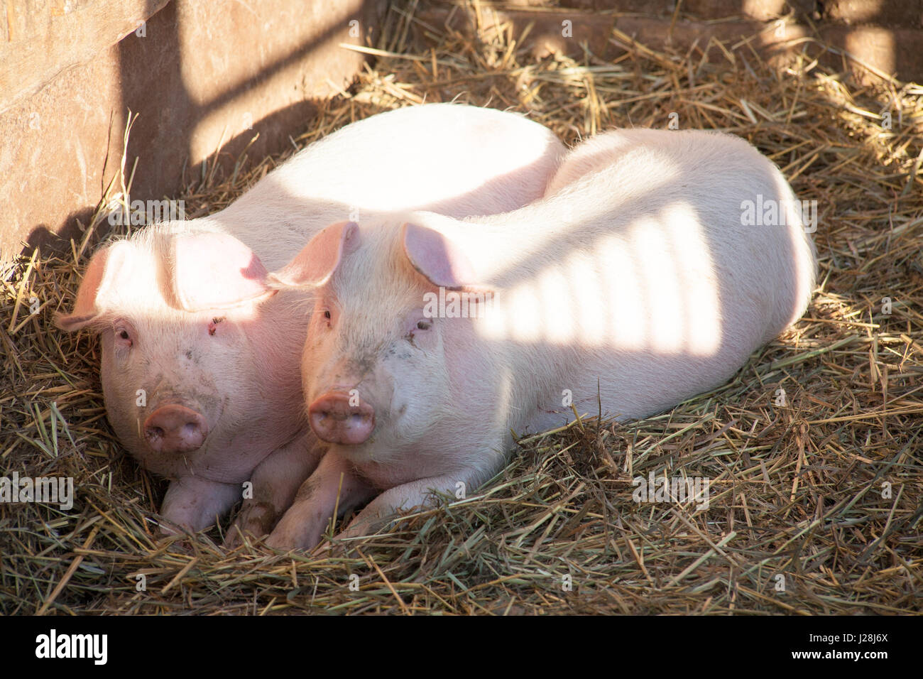 Portrait of two domestic pigs looking through a fence Stock Photo - Alamy