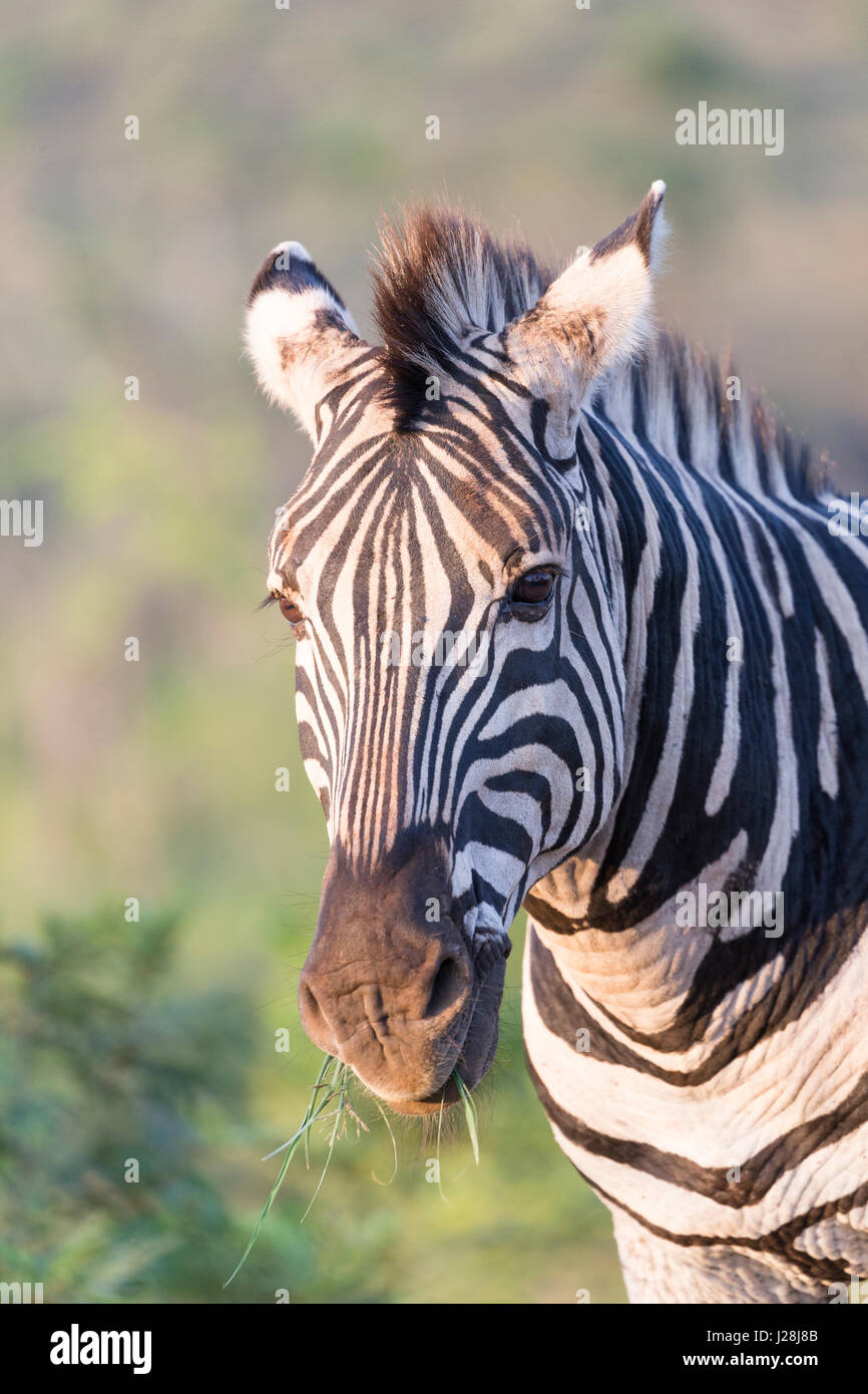 Zebra ears hi-res stock photography and images - Alamy