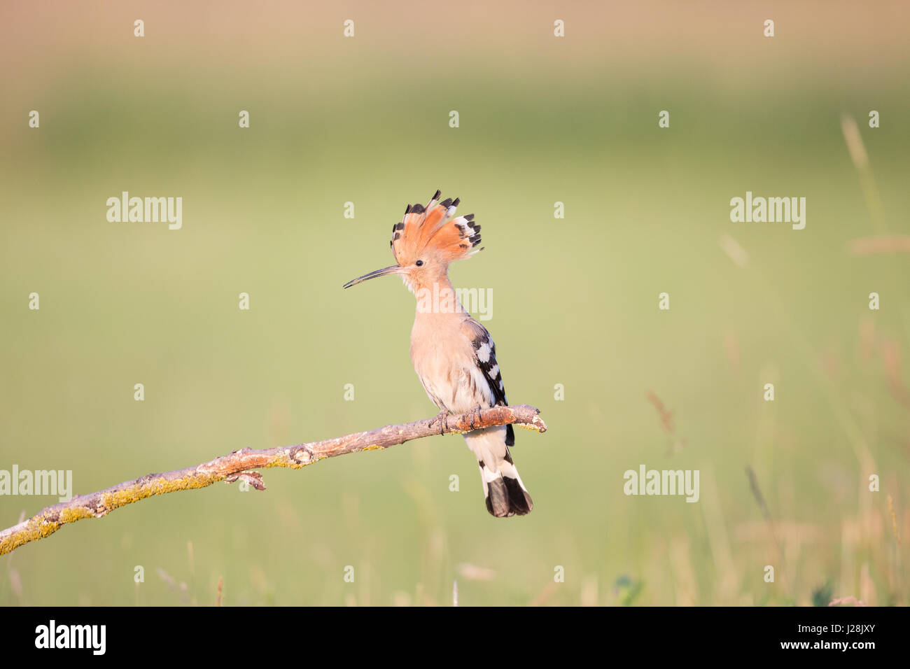Upapa hi-res stock photography and images - Alamy