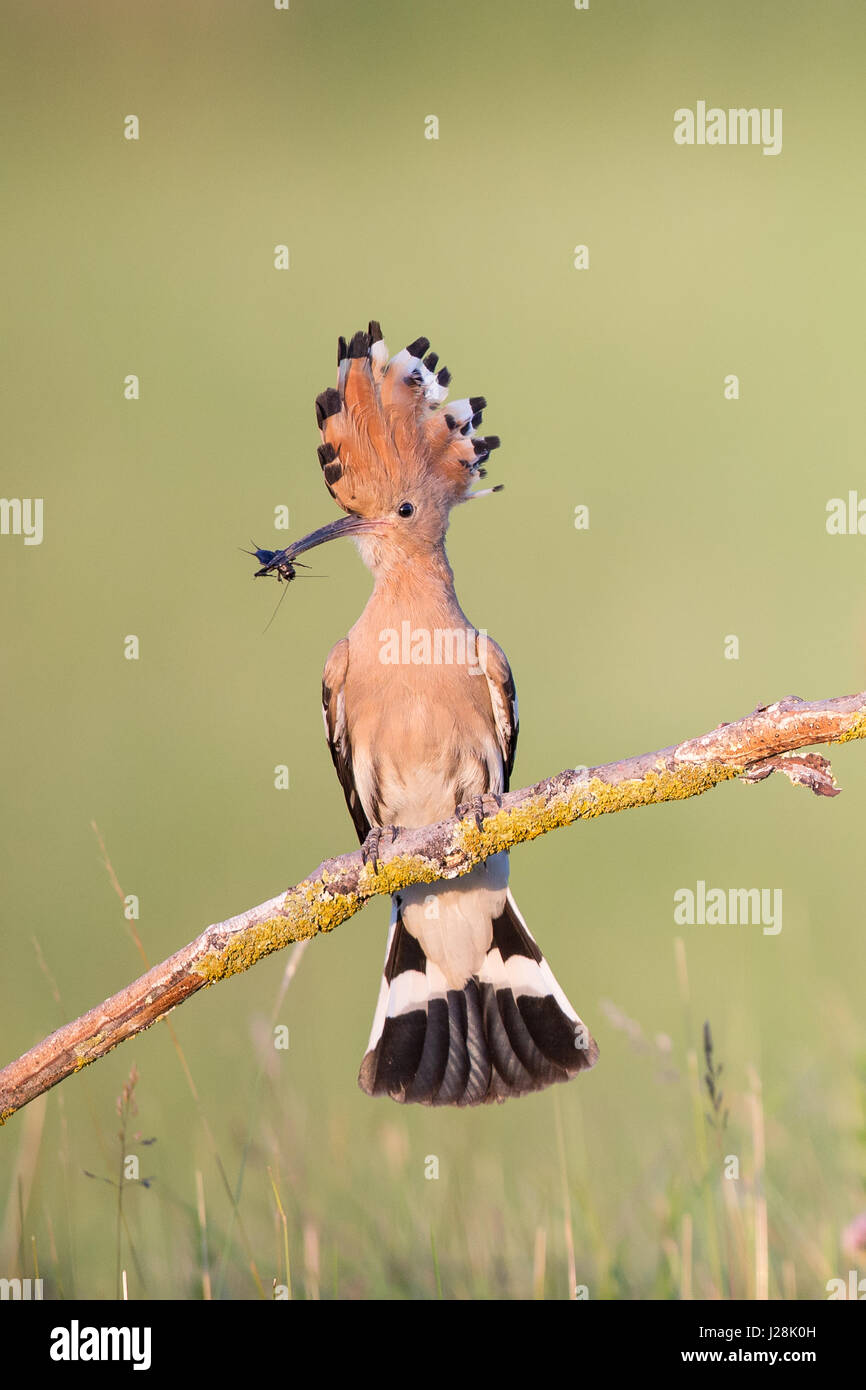 Upapa hi-res stock photography and images - Alamy