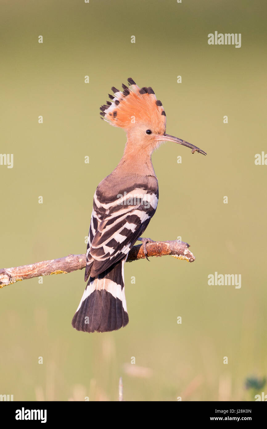 Upapa hi-res stock photography and images - Alamy