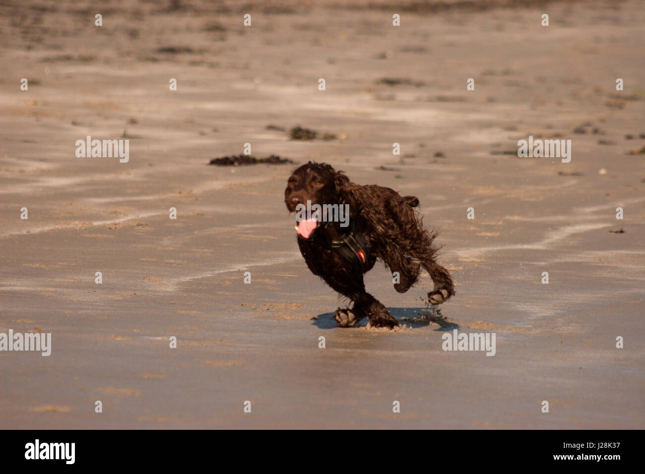 Sprocker spaniel High Resolution Stock Photography and Images - Alamy