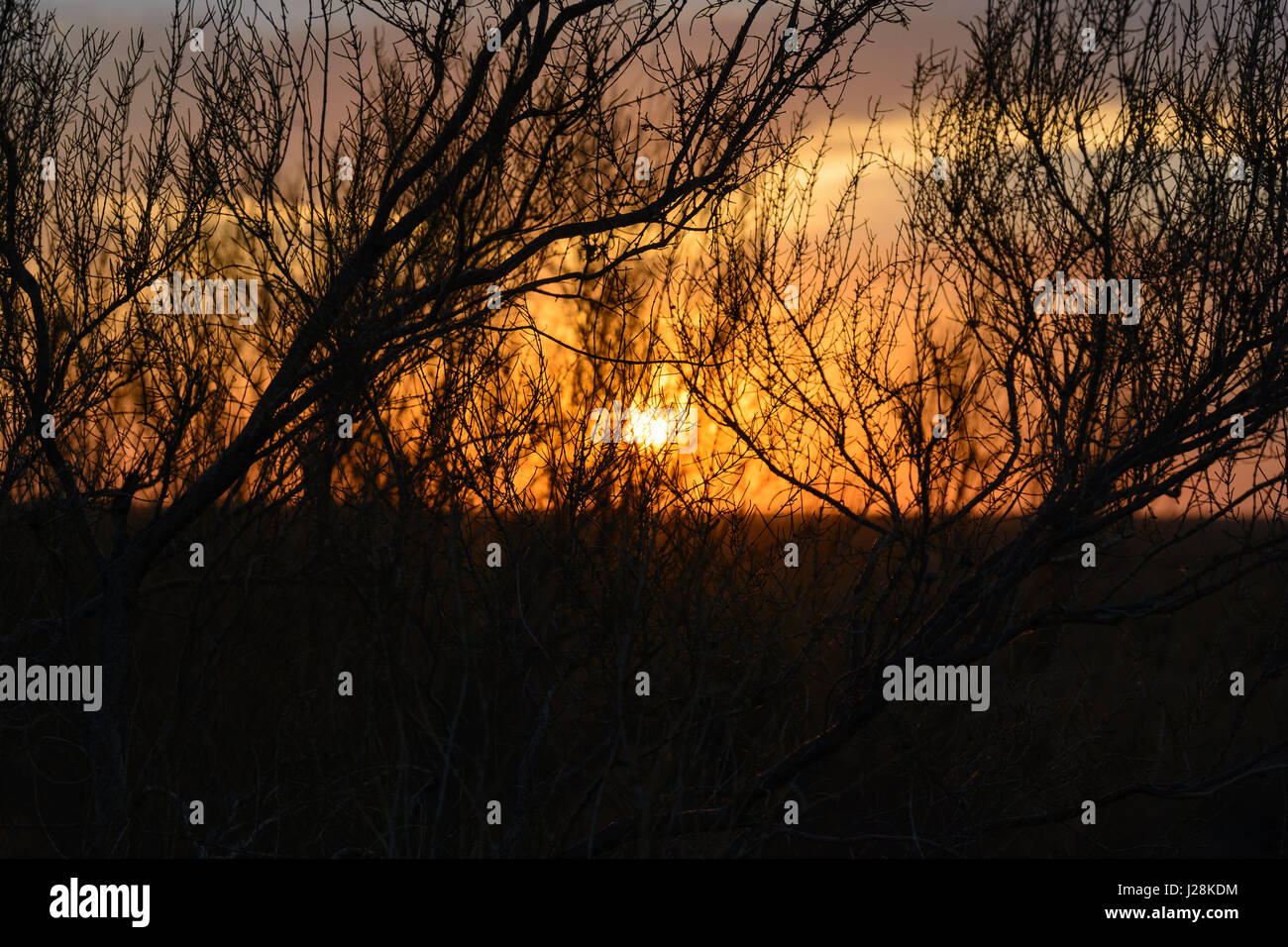 Uzbekistan, Nurota tumani, sunset in the Kizilkum desert Stock Photo ...