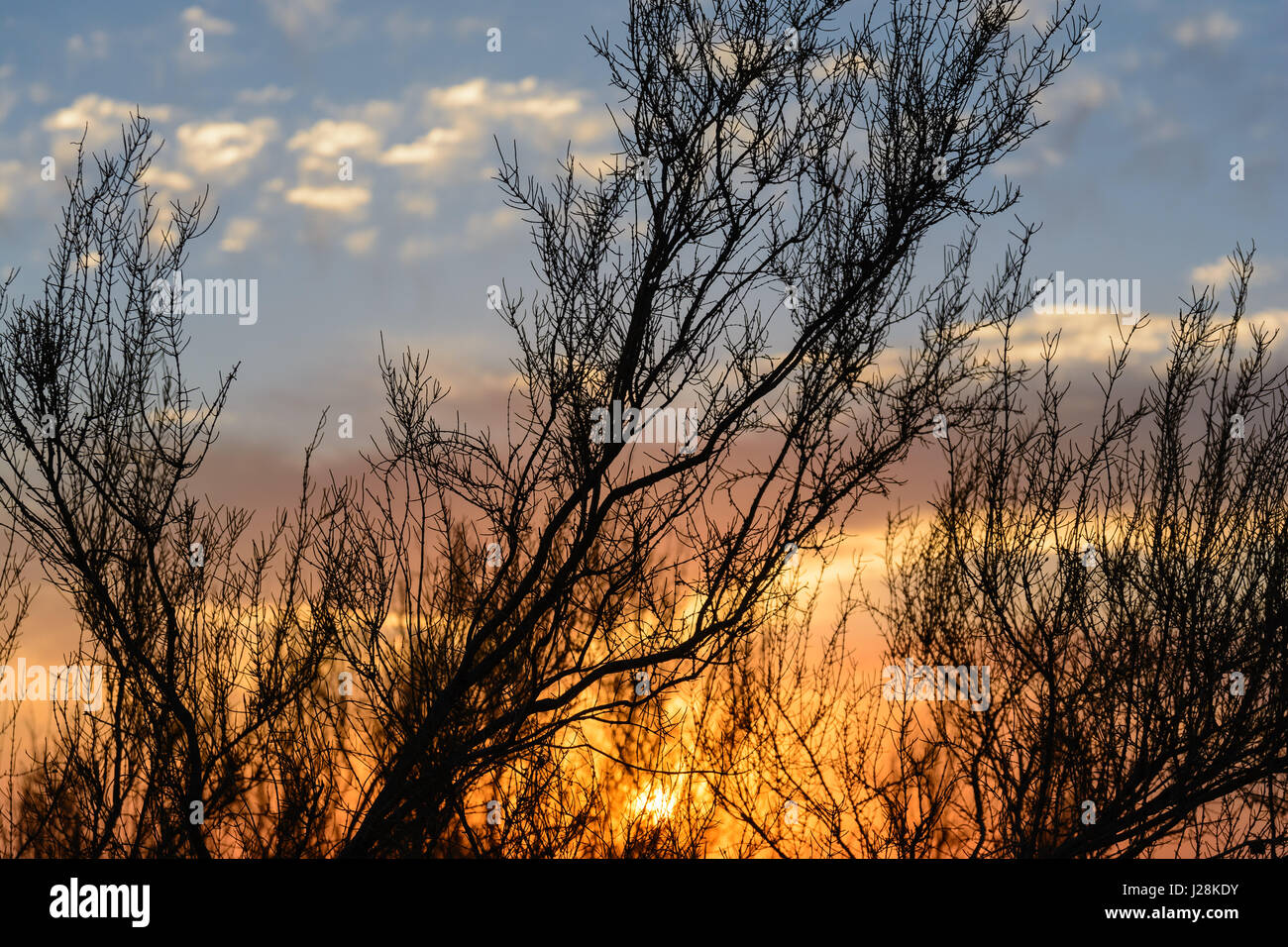 Uzbekistan, Nurota tumani, sunset in the Kizilkum desert Stock Photo ...