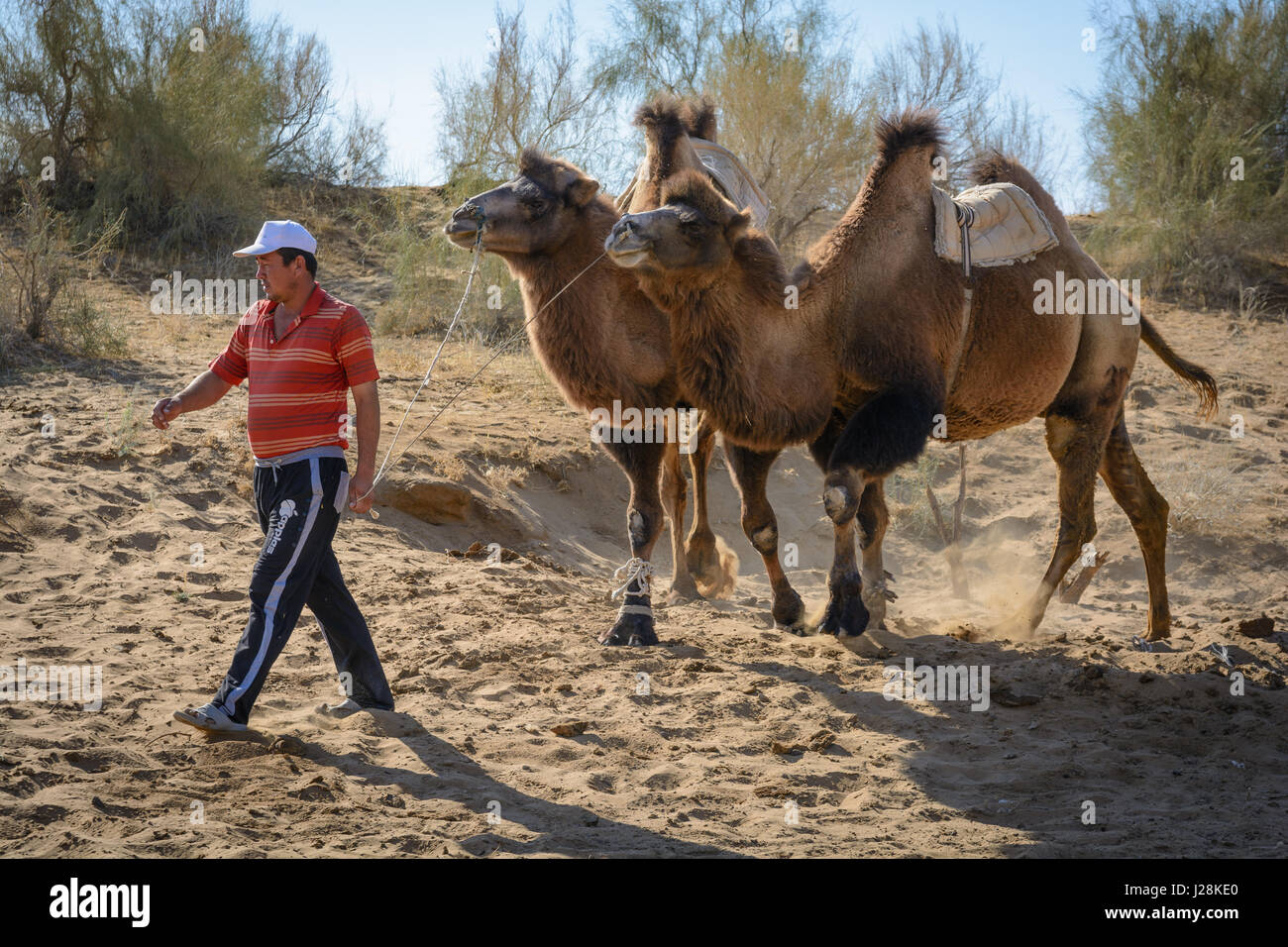 Uzbekistan, The camel-drivers are Mongolian-looking, Uzbekistan is a ...
