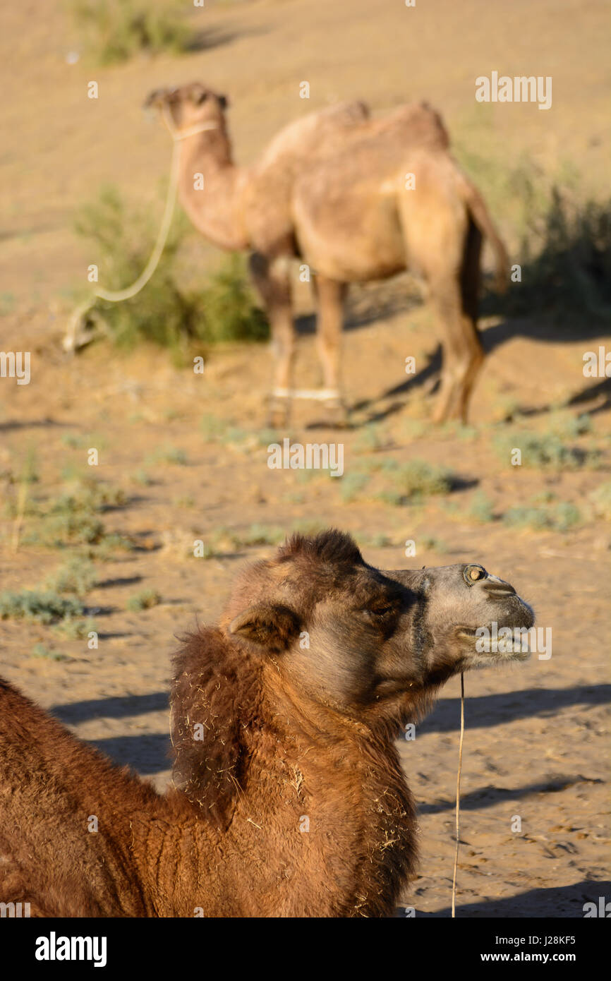 Uzbekistan, Nurota tumani, Camelsafari in the Kizilkum desert Stock ...
