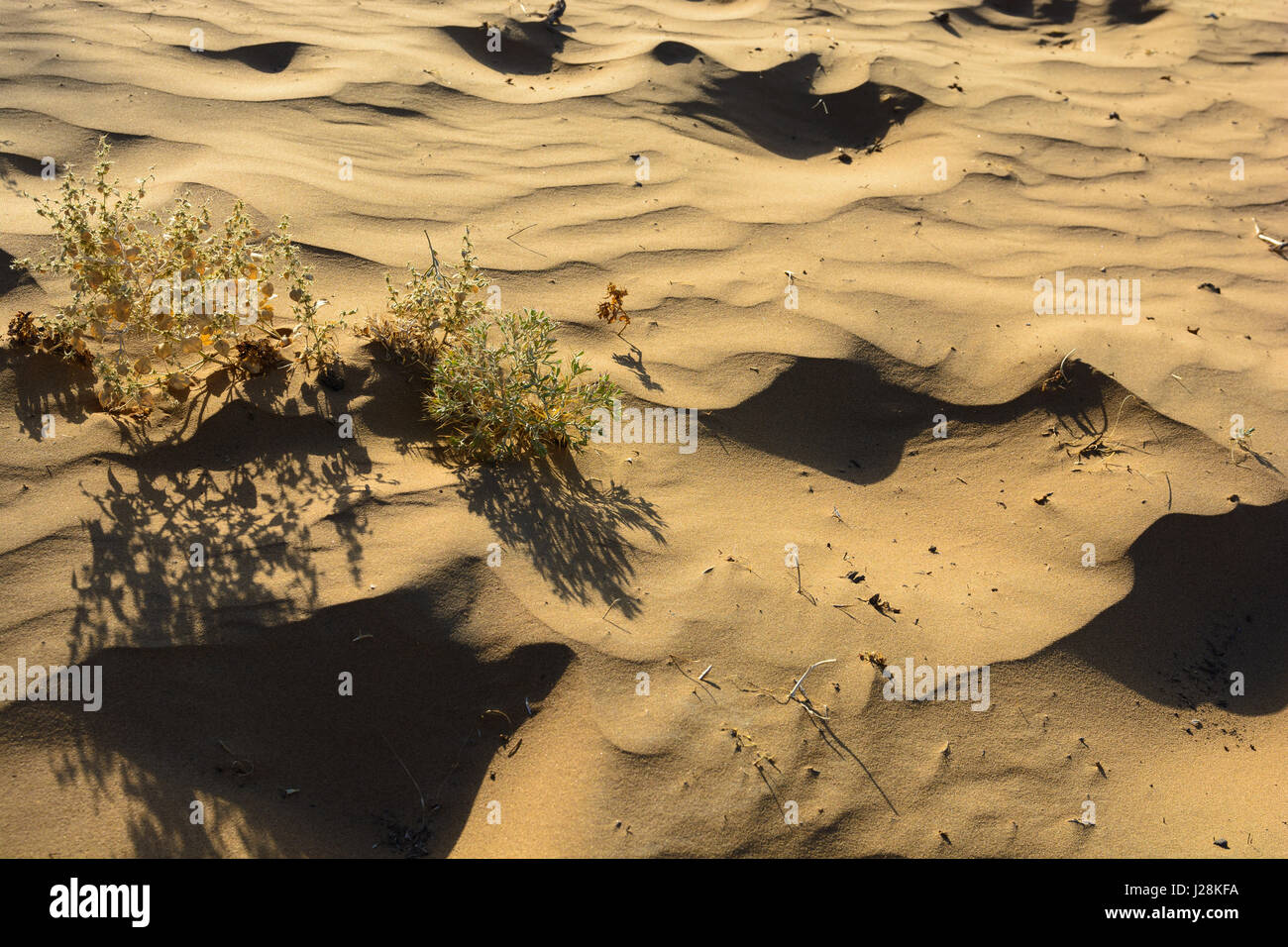 Kizilkum hi-res stock photography and images - Alamy