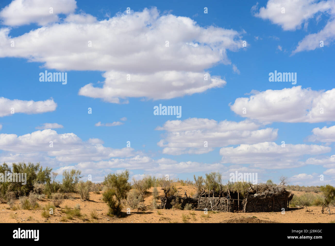 Uzbekistan, Nurota tumani, Camelsafari in the Kizilkum desert Stock ...