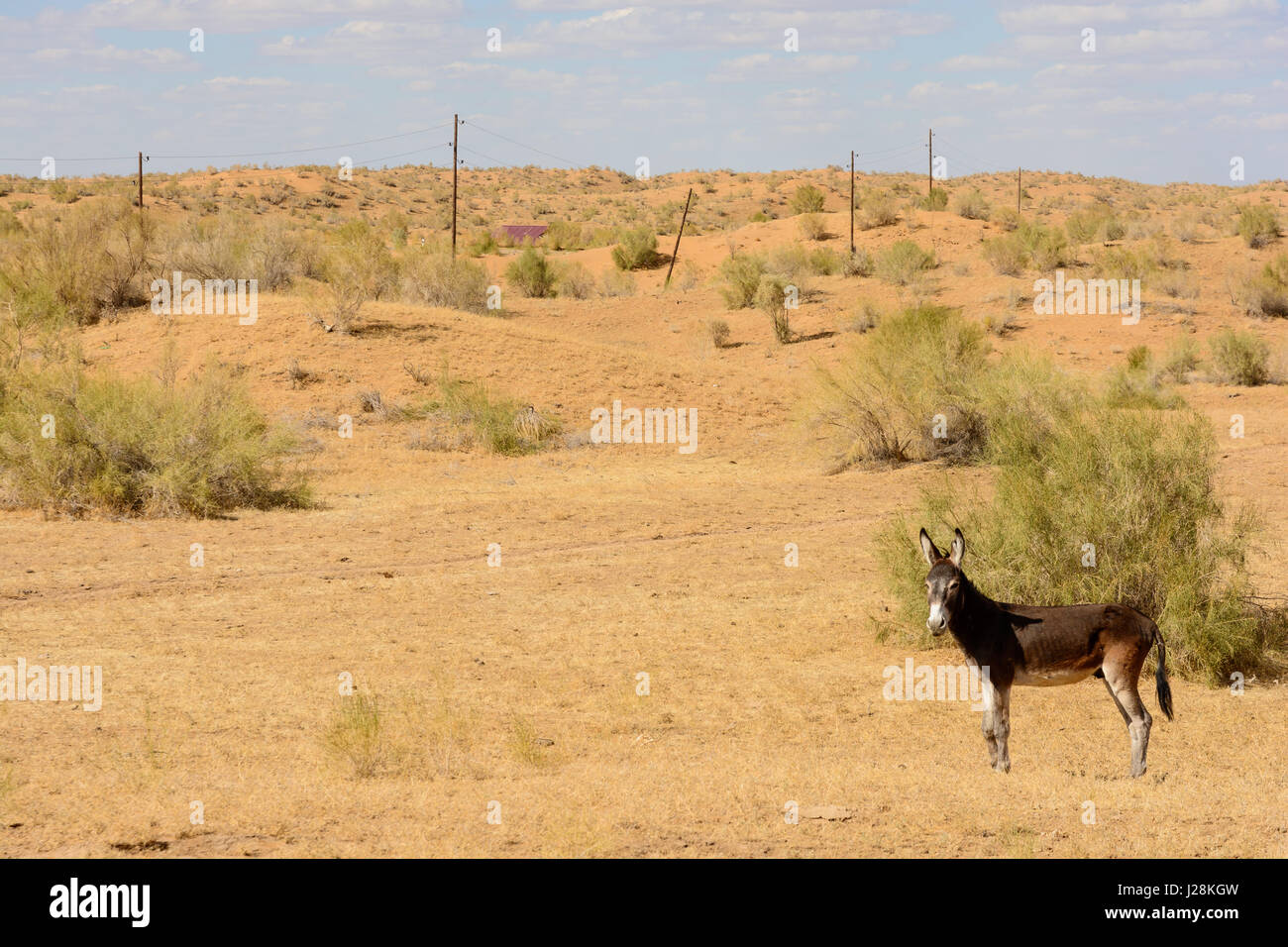 Uzbekistan, Nurota tumani, Camelsafari in the Kizilkum desert Stock ...