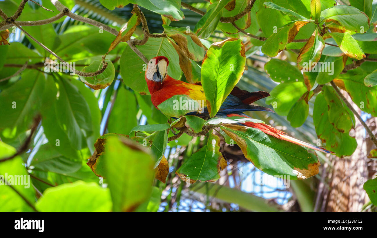 Scarlet macaw ara macao eating hi-res stock photography and images - Alamy