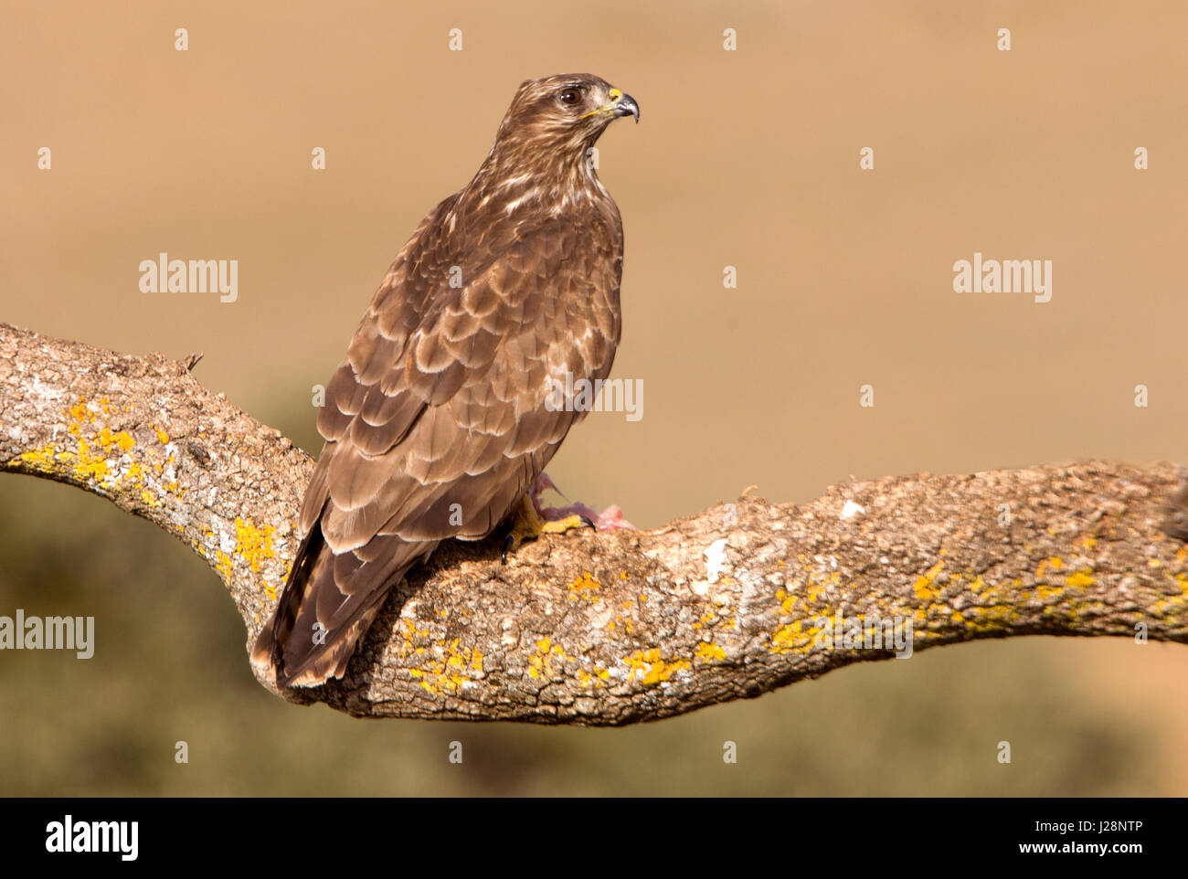 Avian Predators High Resolution Stock Photography and Images - Alamy