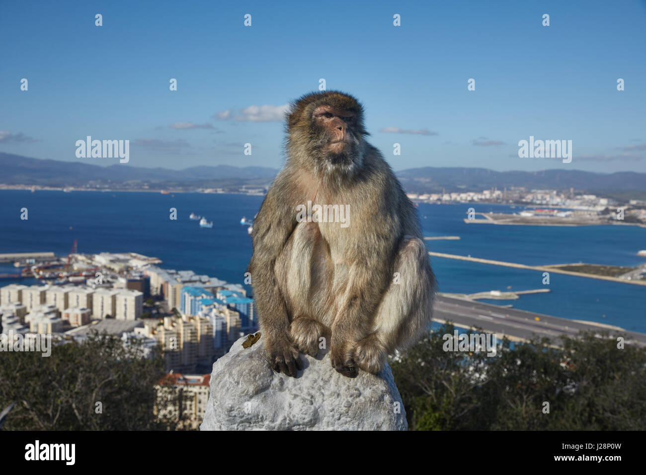 Gibraltar, ape rock, a Berber monkey sitting morosely on a railing ...