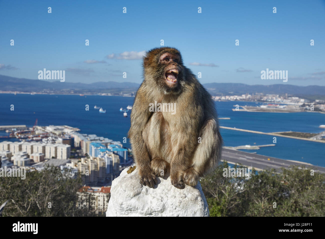 Berber monkey hi-res stock photography and images - Alamy