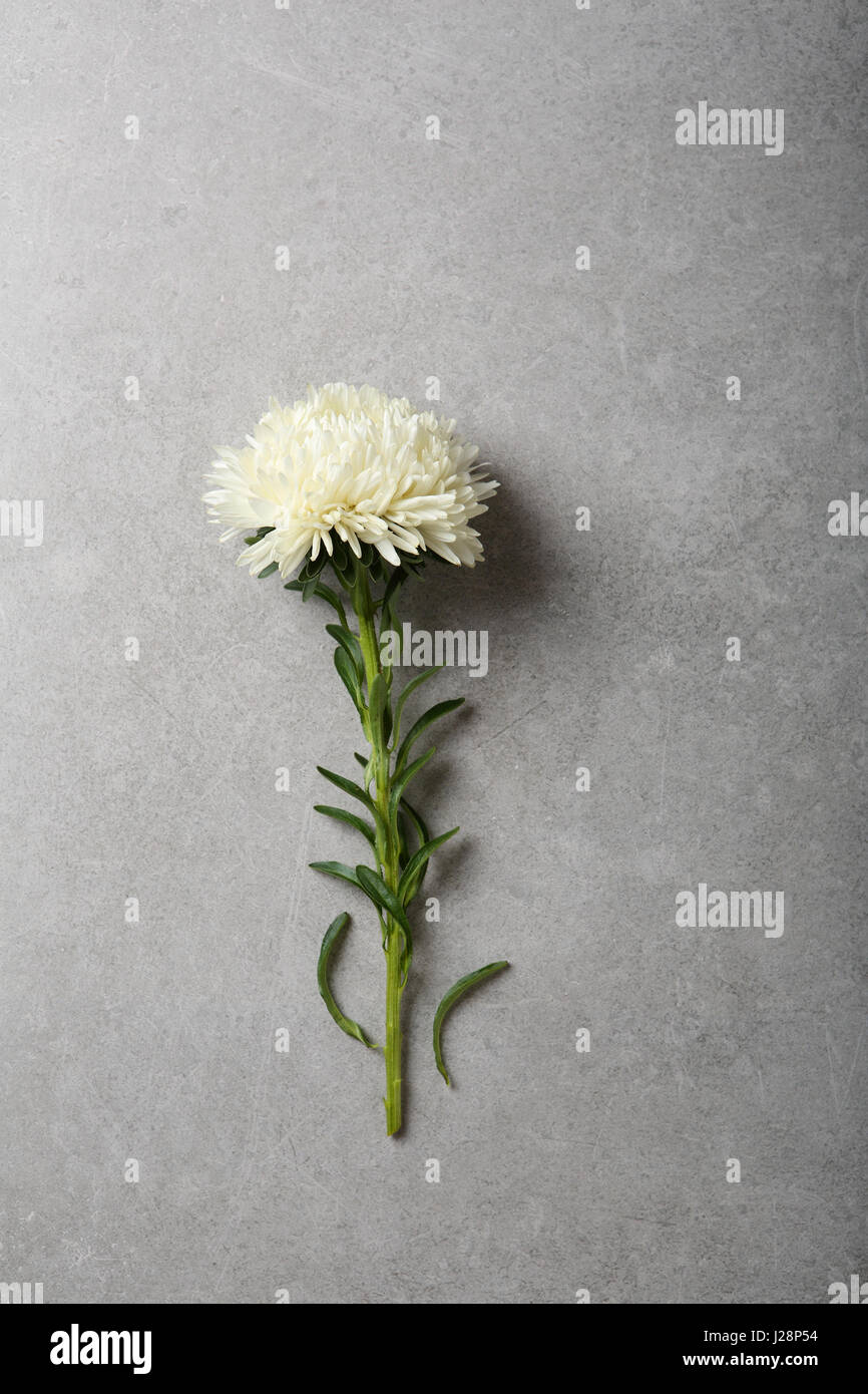 One daisy on concrete background, flowers Stock Photo - Alamy